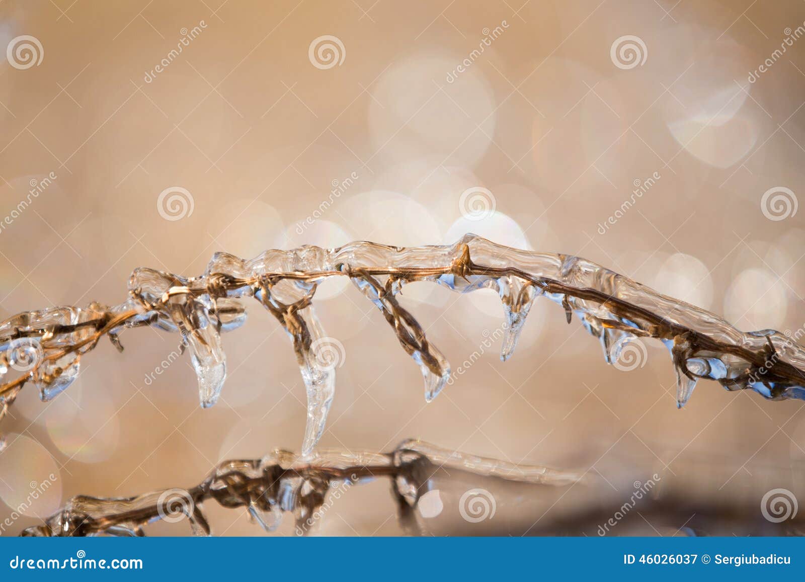 Frozen Twig stock image. Image of detail, winter, frosts - 46026037