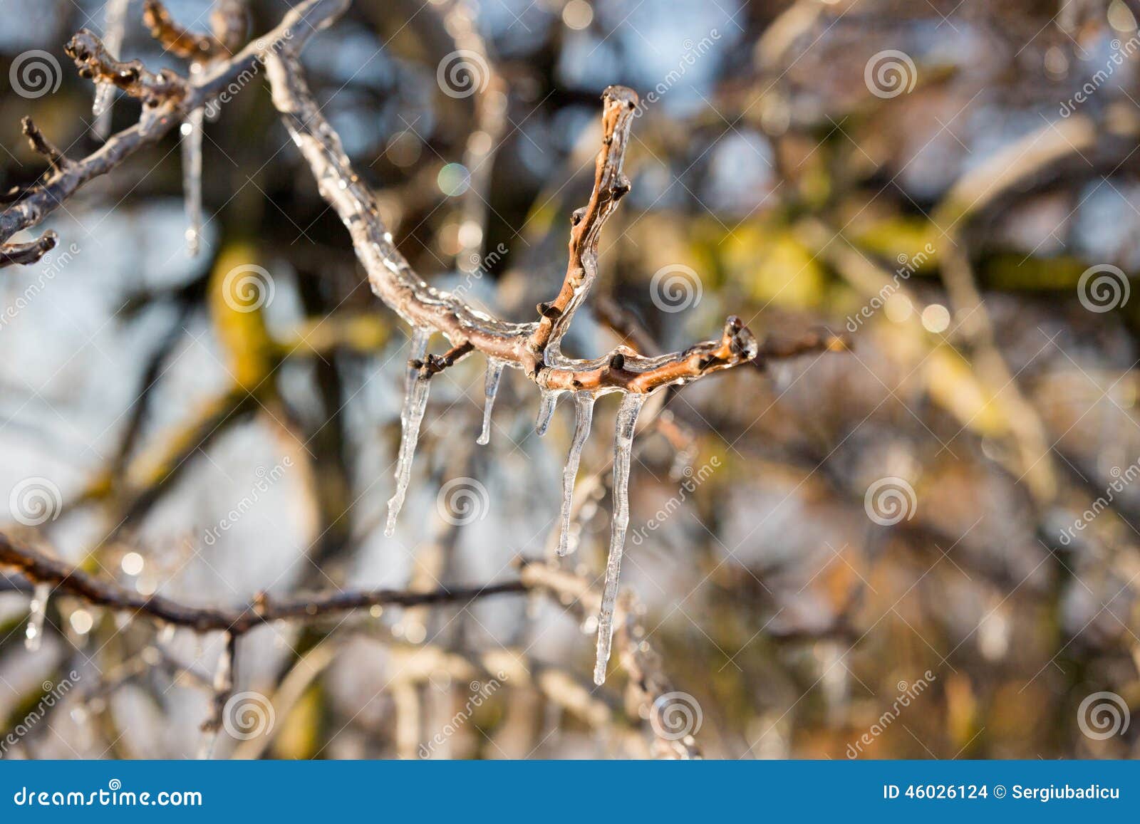 Frozen Twig stock photo. Image of platns, sunny, tree - 46026124
