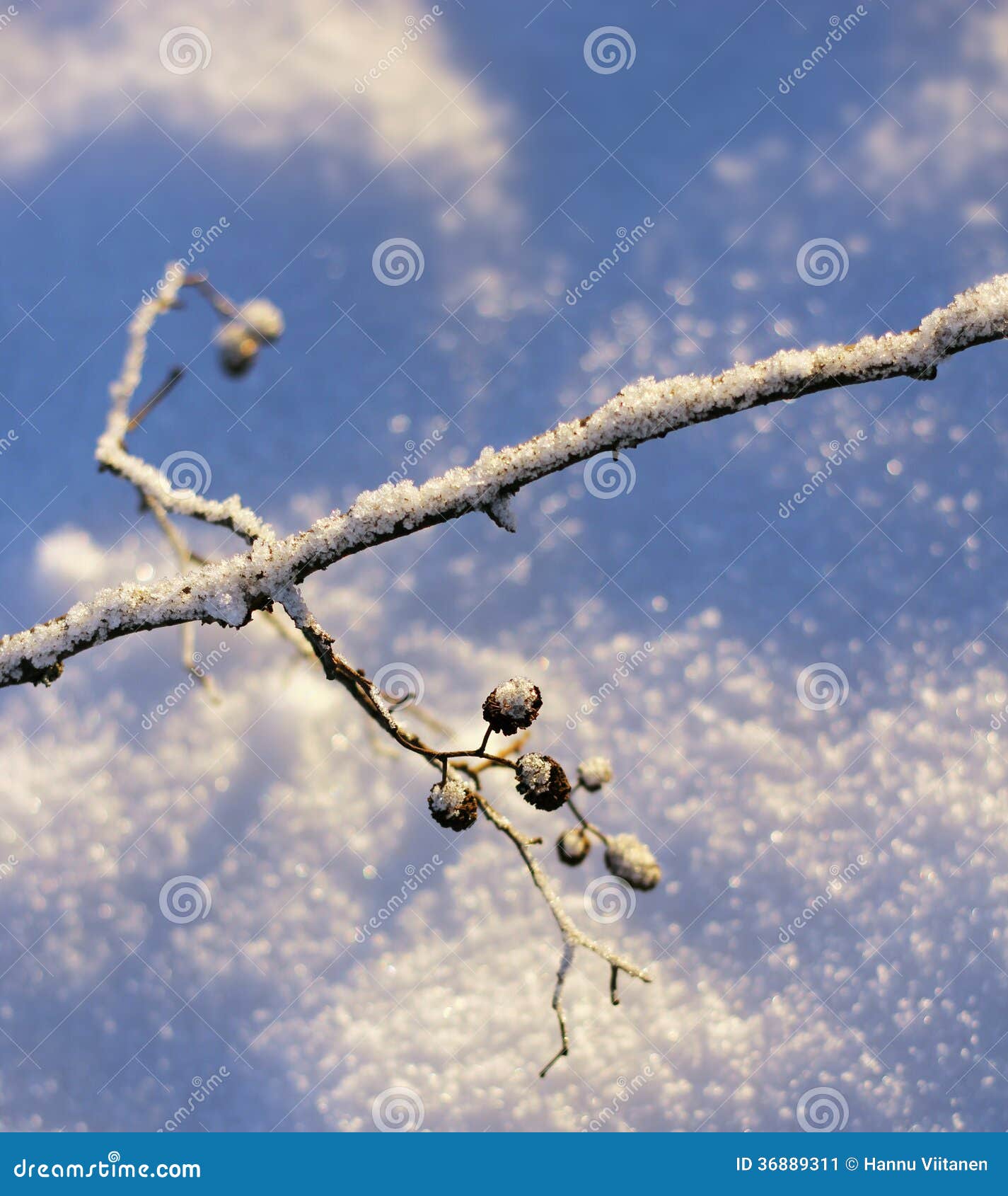 Frozen Twig, Winter Season Concept Stock Image - Image of background ...