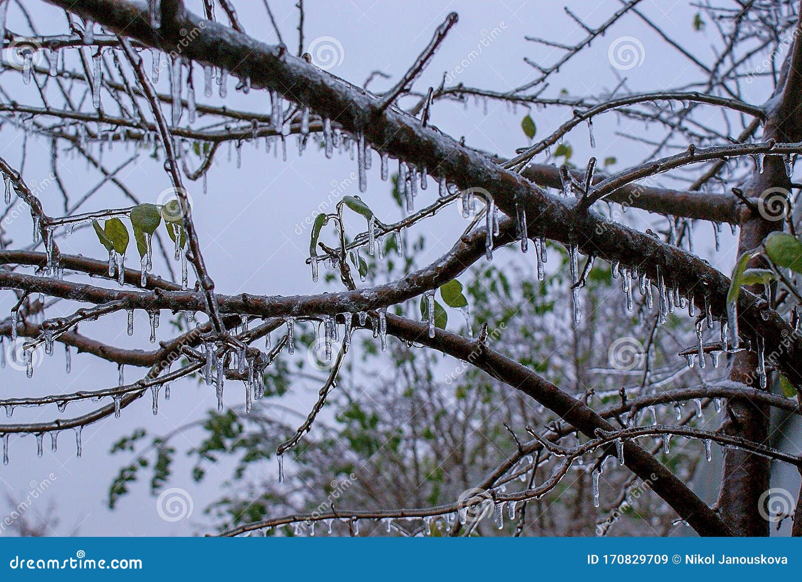 Frozen Twigs Branches Under the Ice, Winter Phenomenon, Ice Trees Stock ...