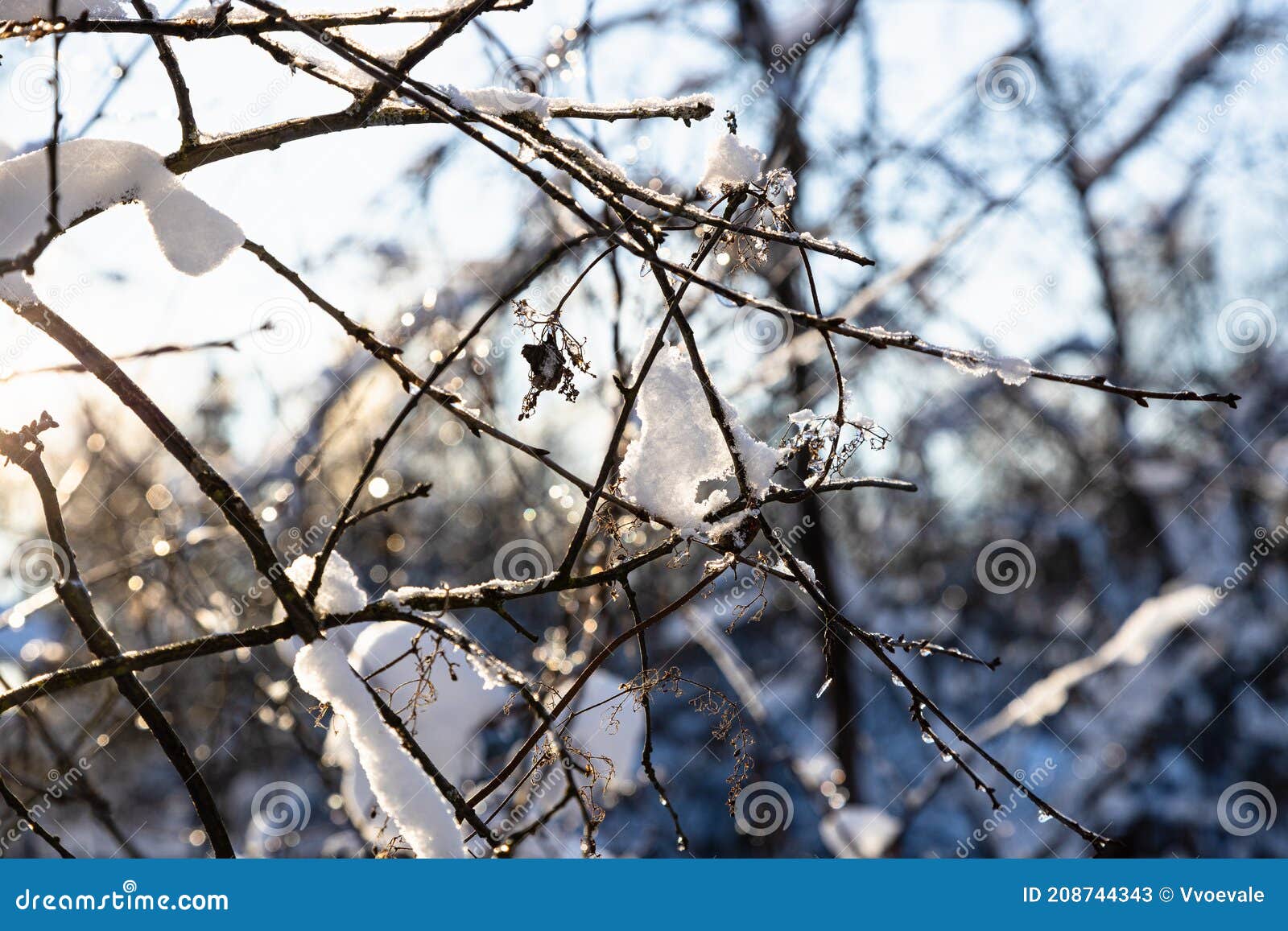 Frozen Twigs Closeup Illuminated by Setting Sun Stock Image - Image of ...