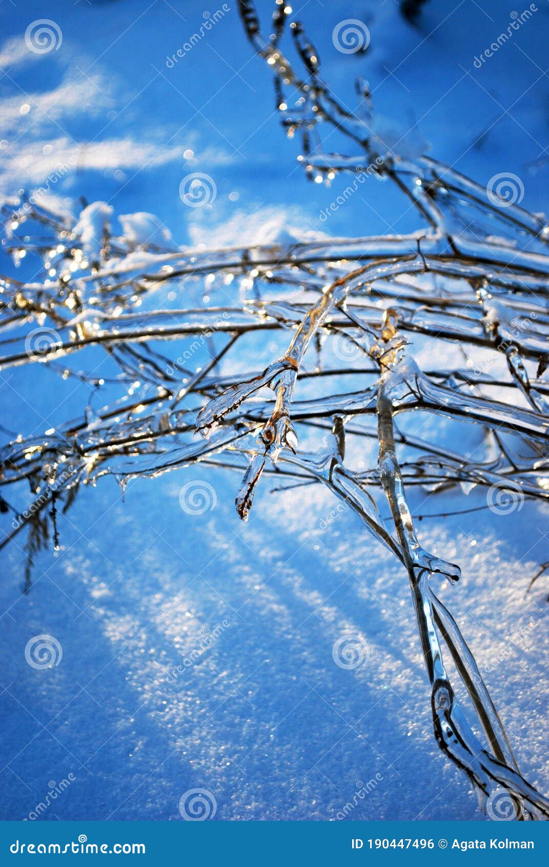 Frozen Twigs Covered by Ice with Blue Snow in Background in Sunrise ...
