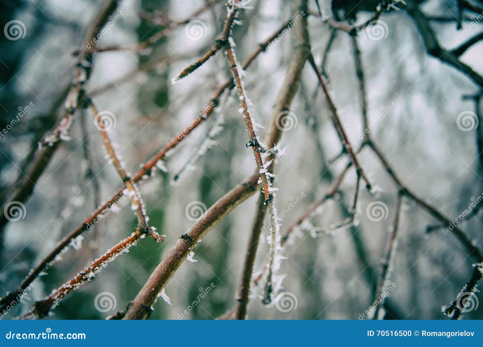 Frozen twigs stock photo. Image of white, covered, cold - 70516500