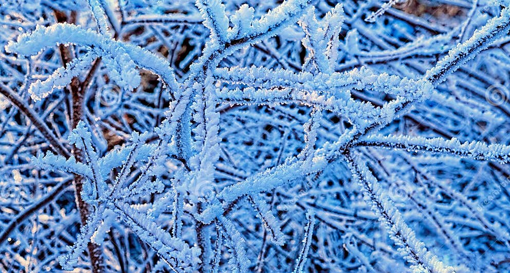 Frozen twigs in forest stock photo. Image of frozen, forest - 43964254