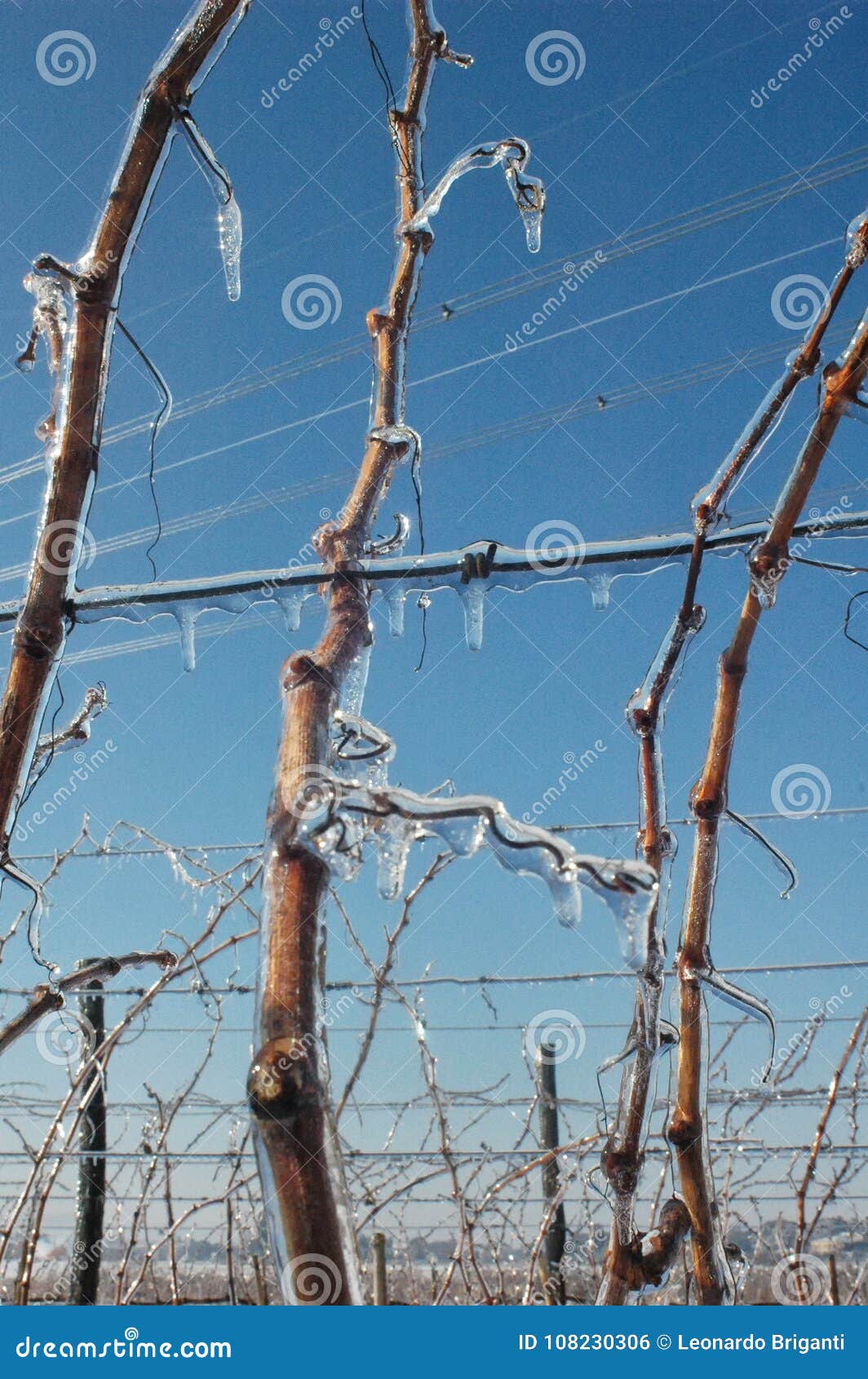 Frozen Vine after a Snowfall Stock Photo - Image of vine, countryside ...