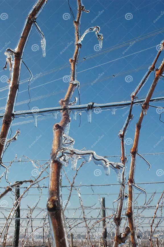 Frozen Vine after a Snowfall Stock Photo - Image of vine, countryside ...