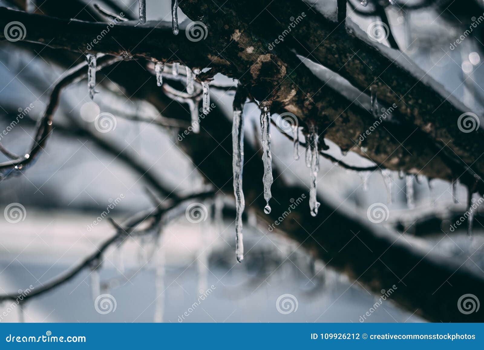 Frozen Water Droplet On Tree Branch Picture. Image: 109926212