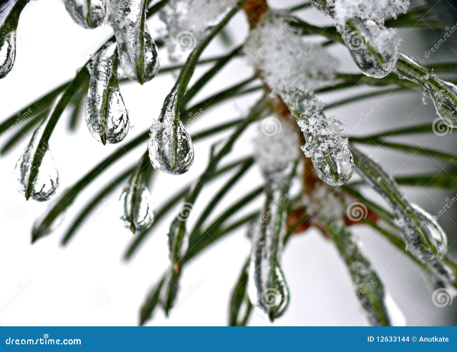 Frozen water drops stock photo. Image of twig, frosty - 12633144