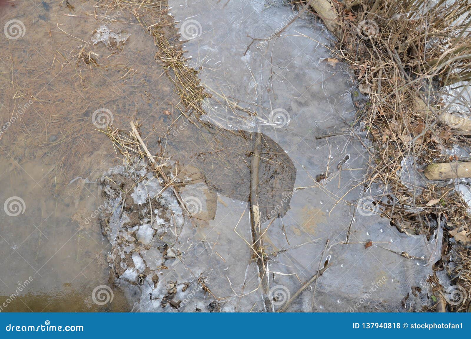 Frozen Water Ice and Mud and Plants Stock Photo - Image of winter, cold ...