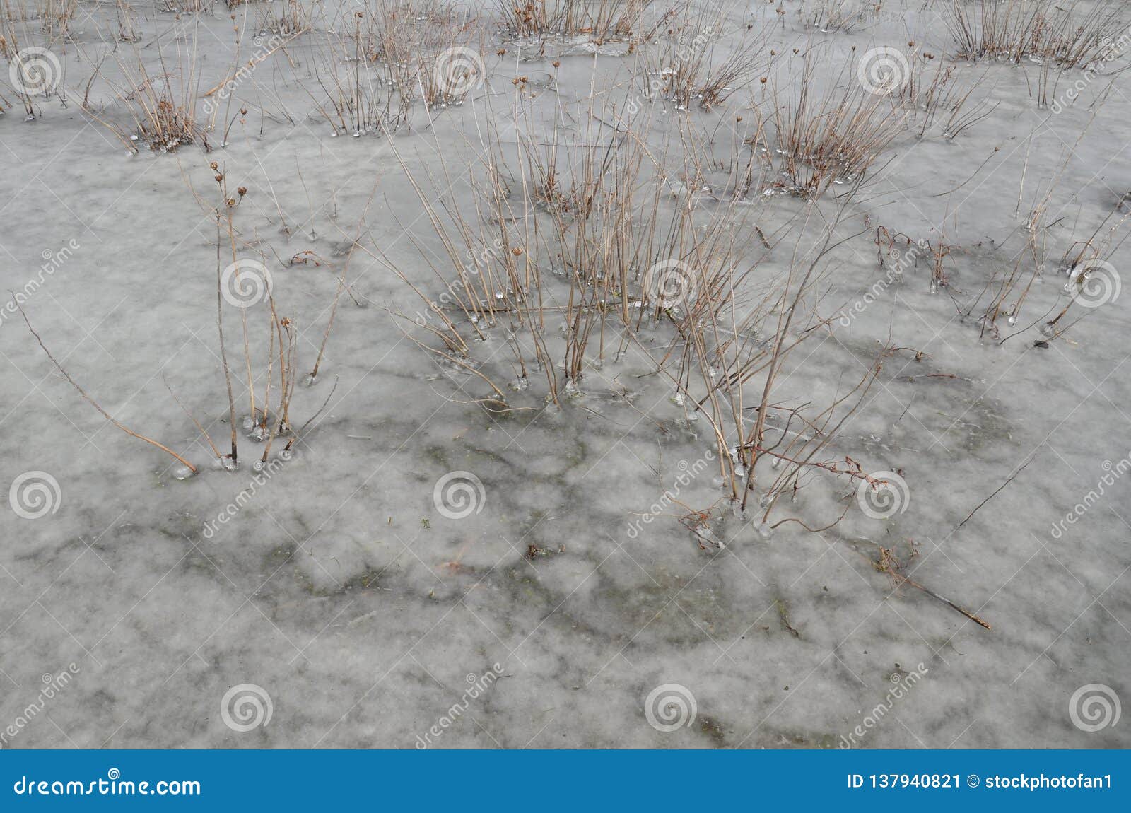 Frozen Water Ice and Mud and Plants Stock Image - Image of water ...