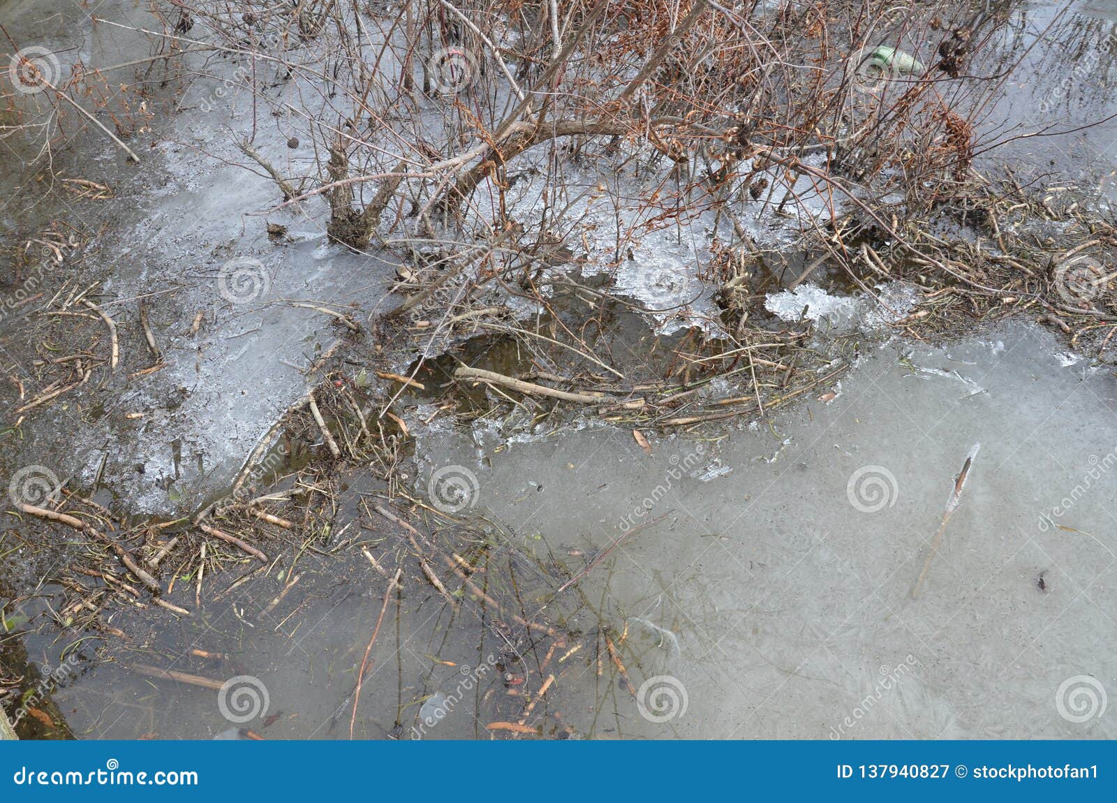 Frozen Water Ice and Mud and Plants Stock Image - Image of creek ...