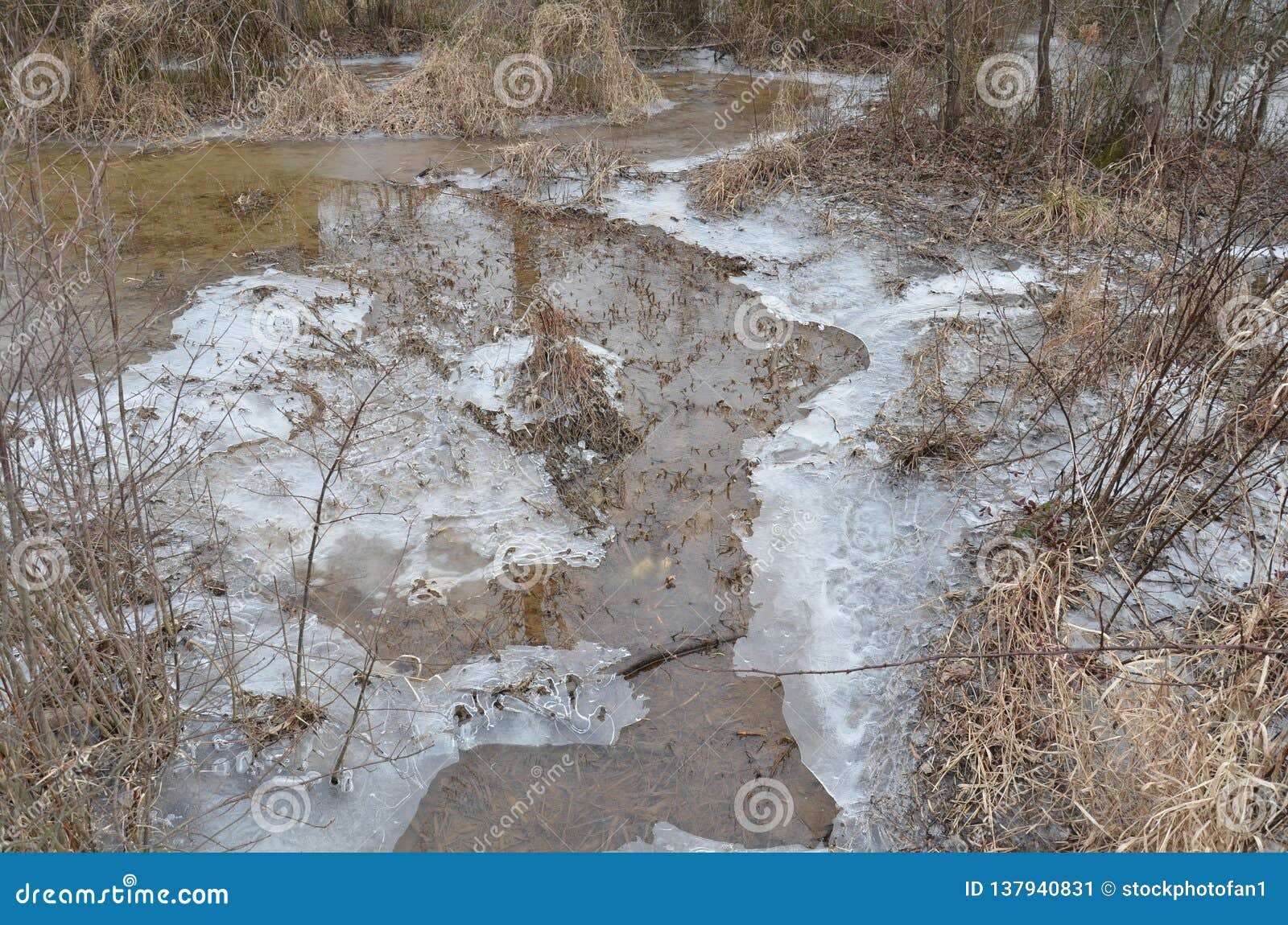 Frozen Water Ice and Mud and Plants Stock Image - Image of stream ...
