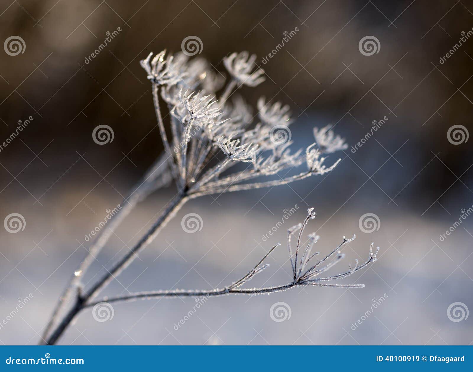 Frozen Weed stock image. Image of herb, glitter, white - 40100919