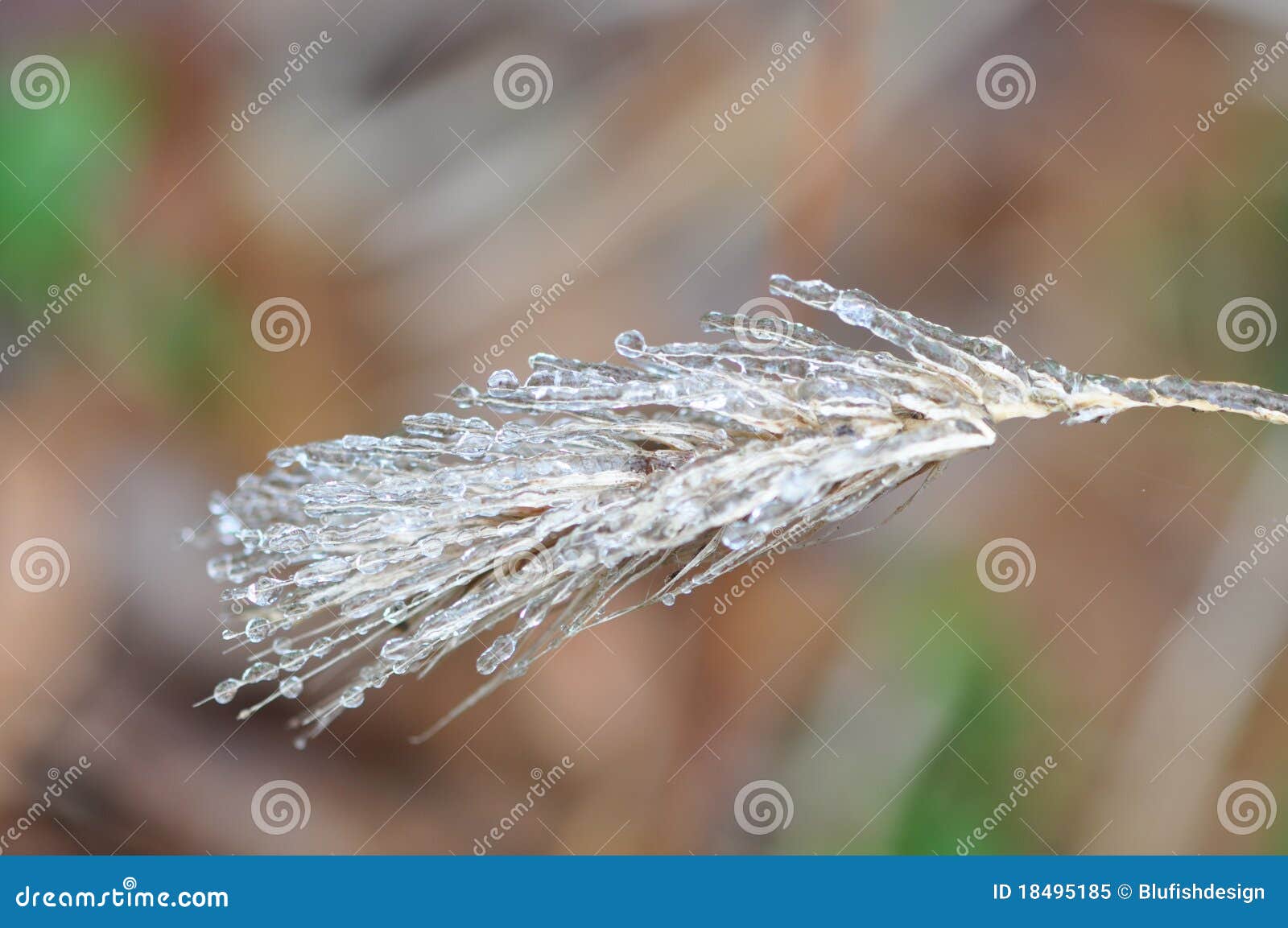 Frozen Wheat stock image. Image of outdoors, background - 18495185
