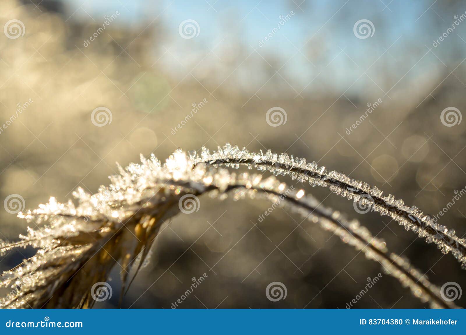 Frozen Wheat Grown with Ice Crystals Stock Photo - Image of crystal ...