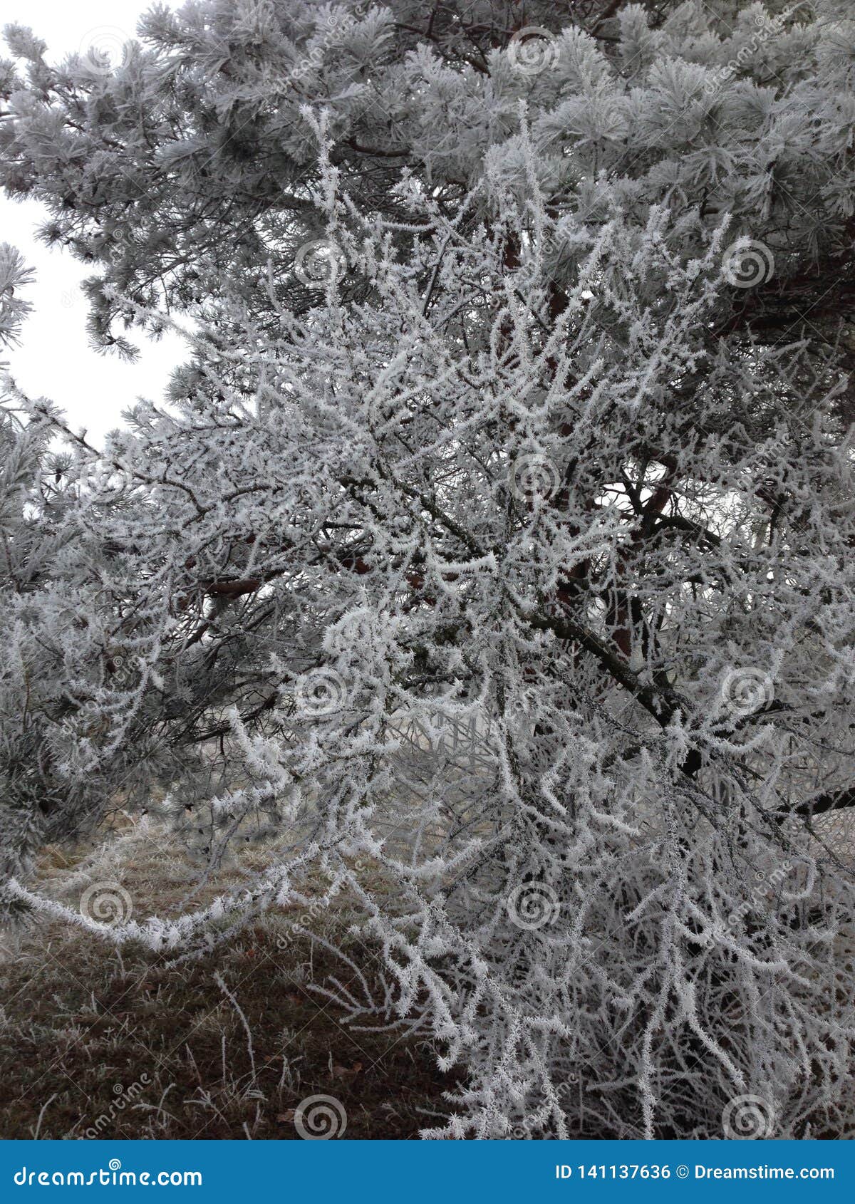Ice on tree stock photo. Image of white, flower, house - 141137636