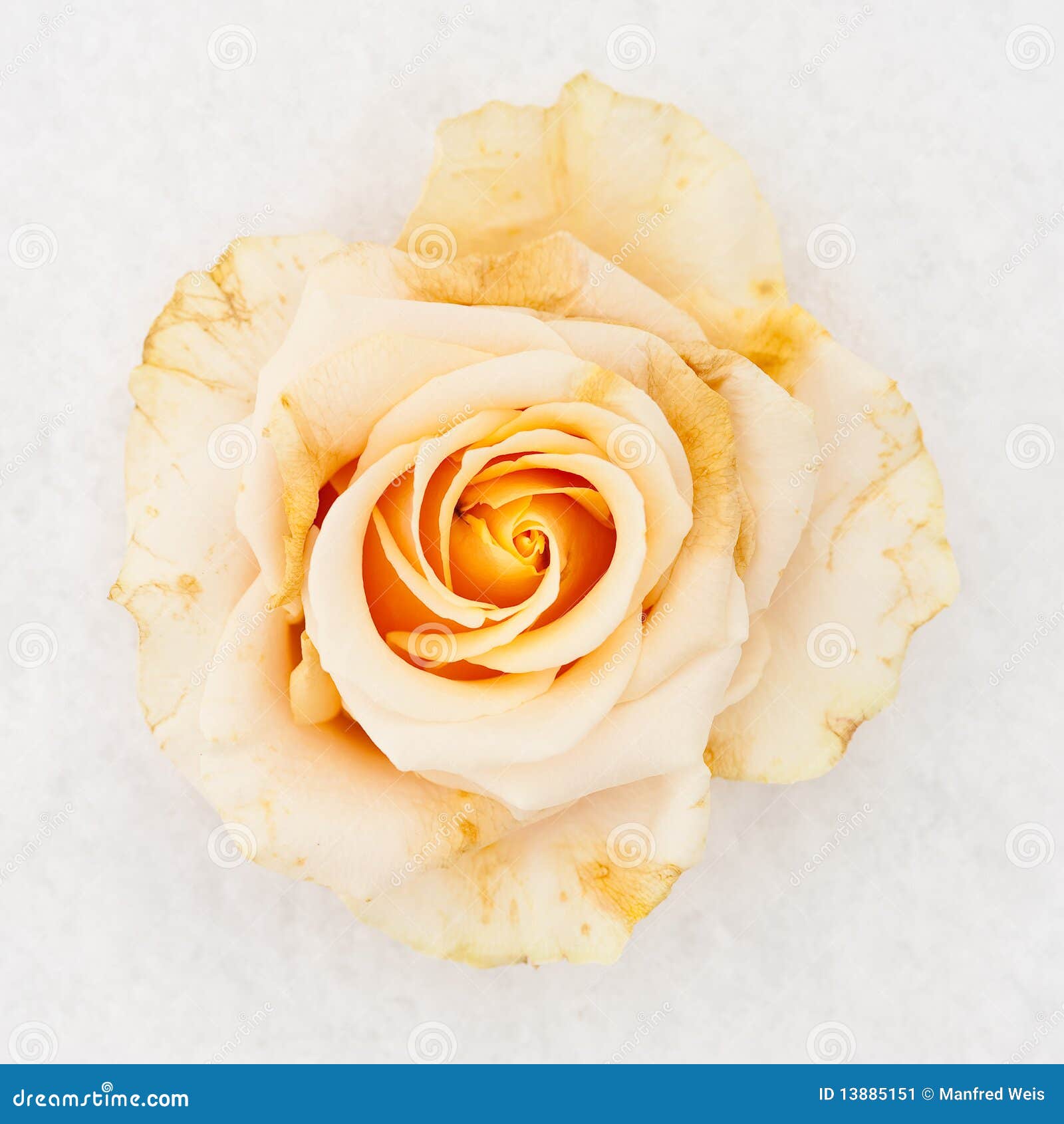 Frozen White Rose stock image. Image of angle, high, symbolic - 13885151