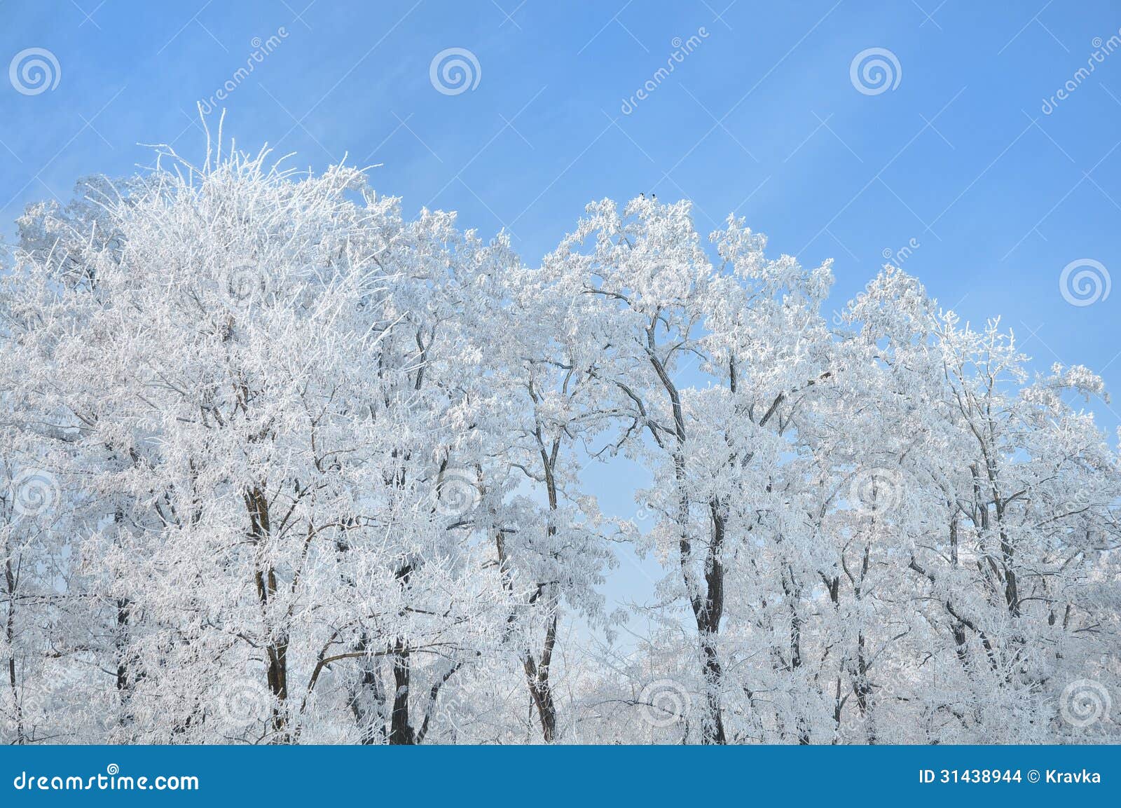 Frozen white trees on sky stock photo. Image of dawn - 31438944