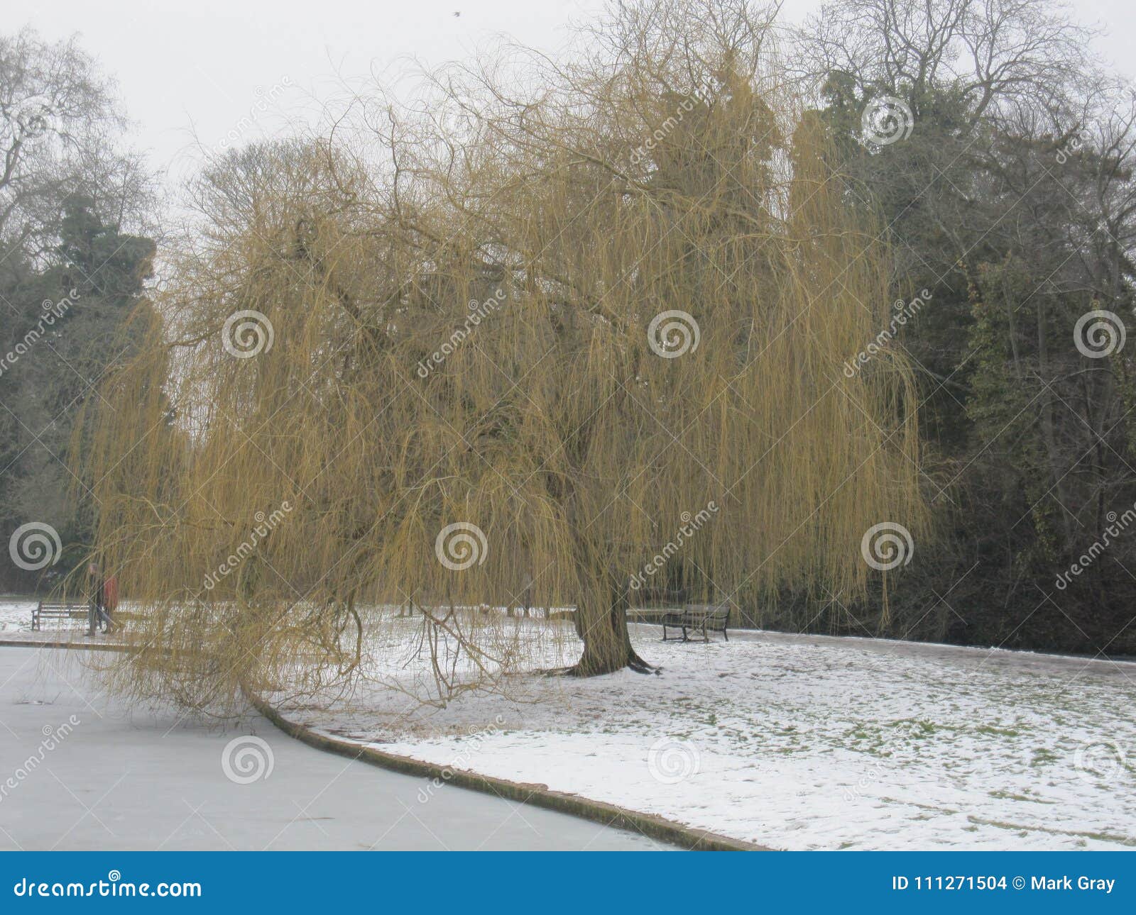 Frozen Willow stock photo. Image of cold, snow, willow - 111271504