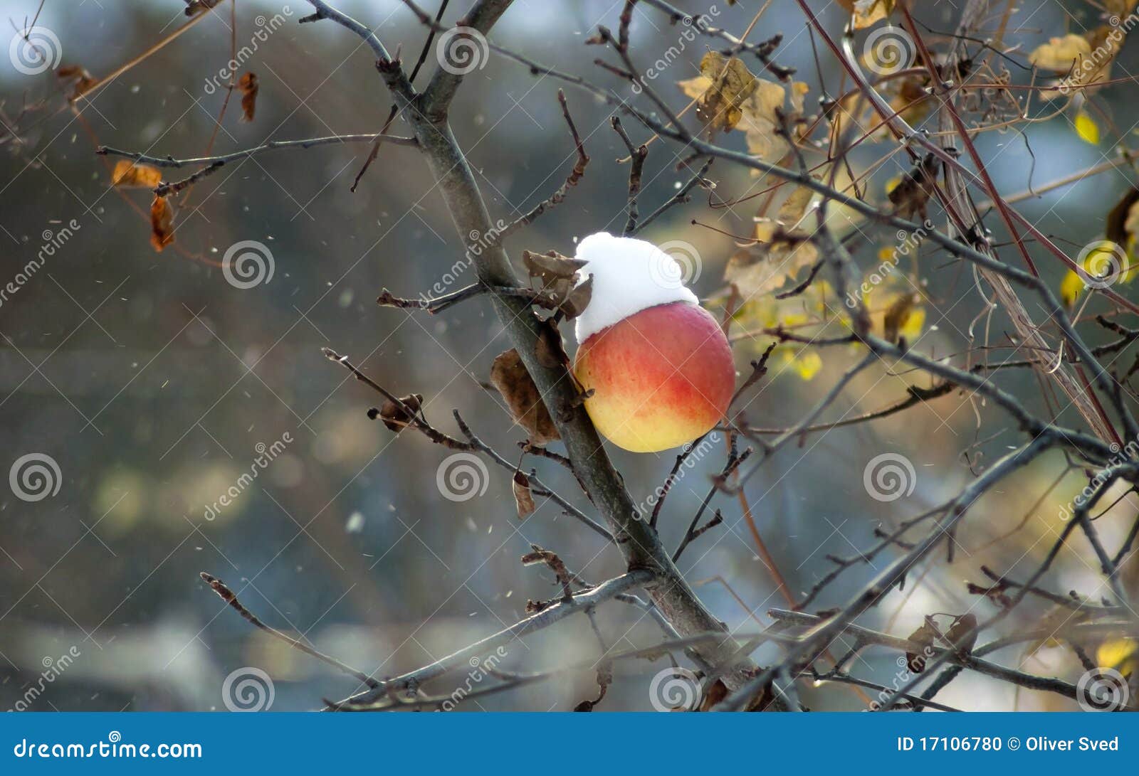 Frozen Winter Apple on Tree Stock Photo - Image of rotten, fruit: 17106780