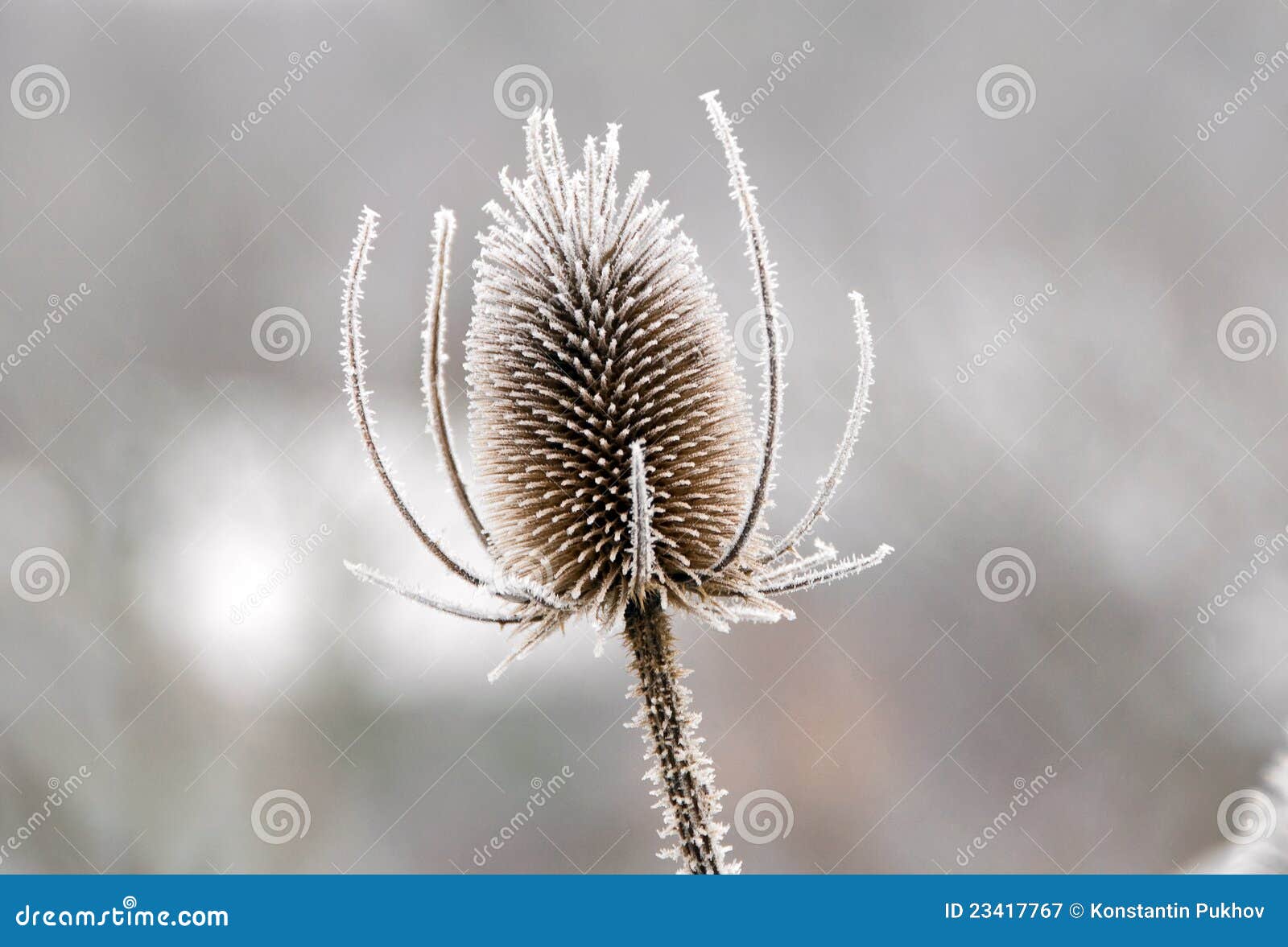 Frozen winter flower stock image. Image of snow, gray - 23417767
