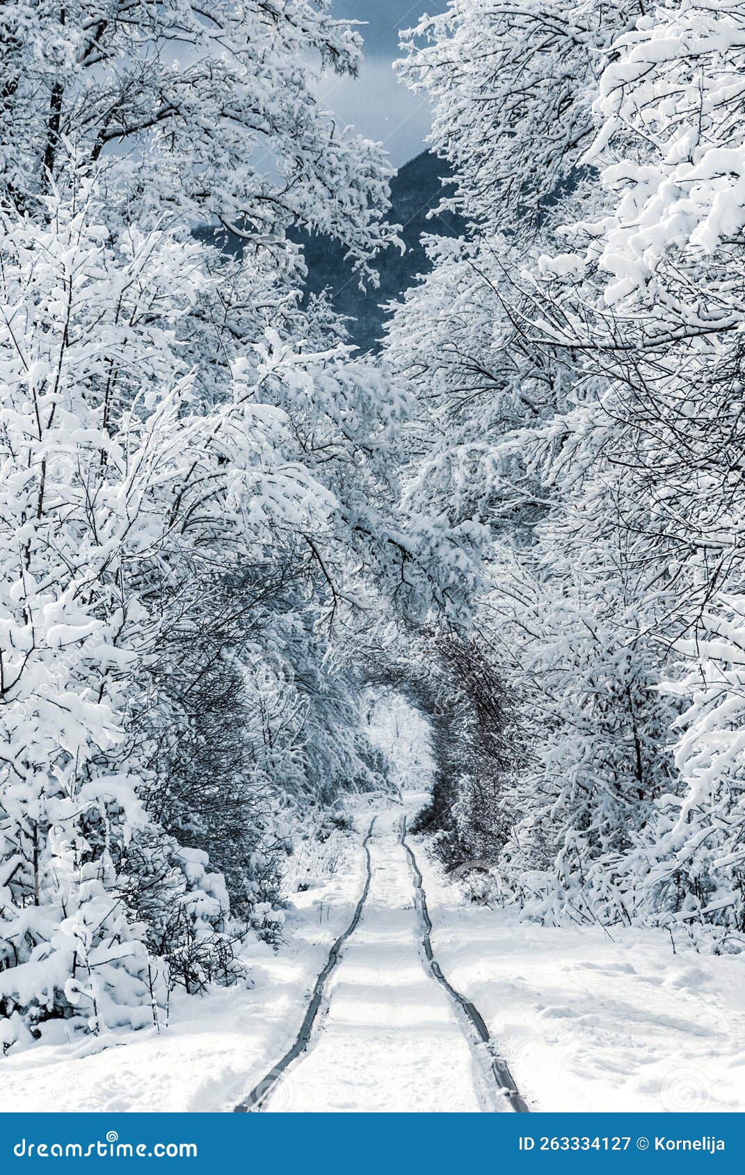 Frozen winter forest stock image. Image of shadow, beautiful - 263334127