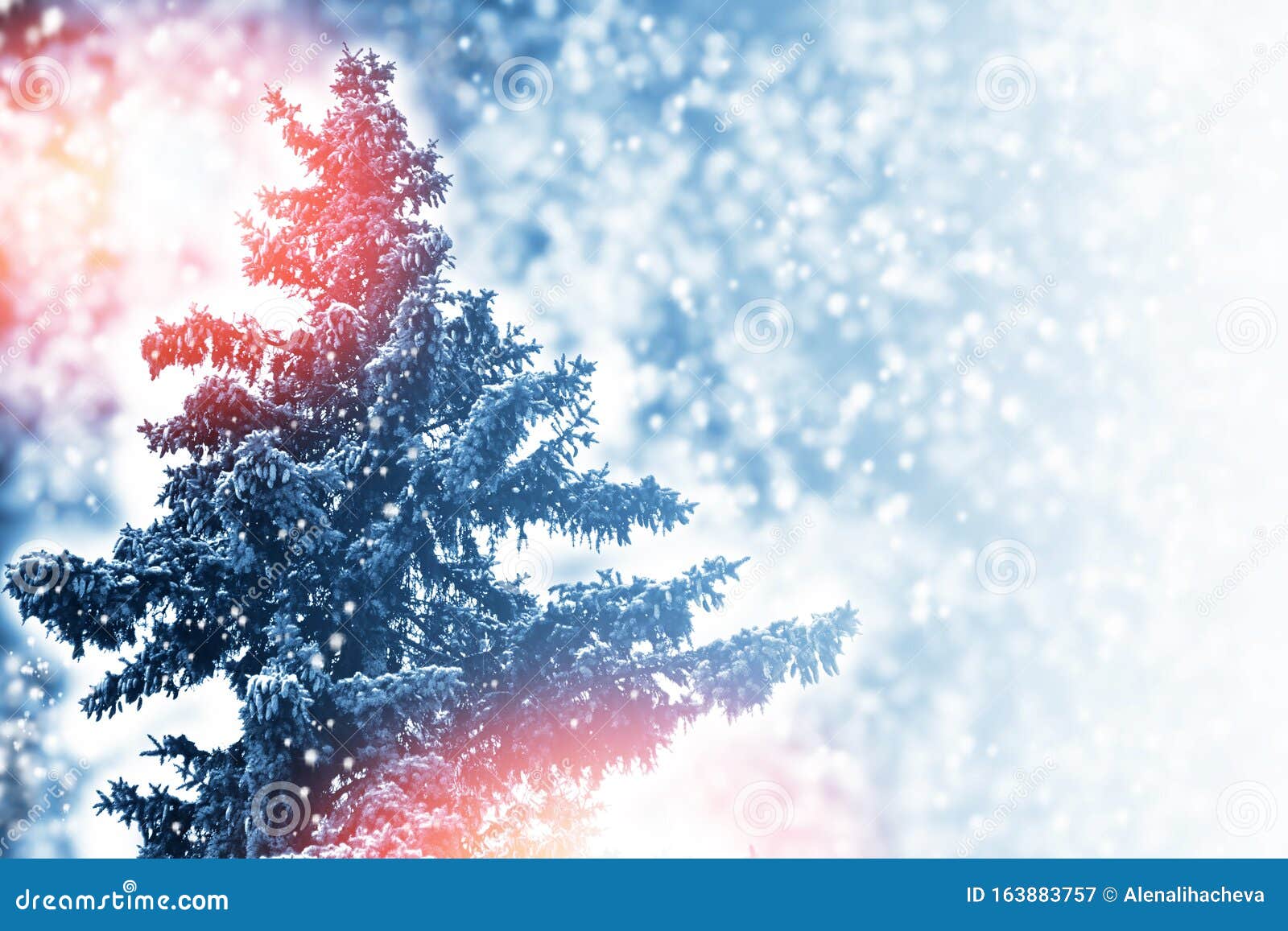 Frozen Winter Forest with Snow Covered Trees Stock Image - Image of ...