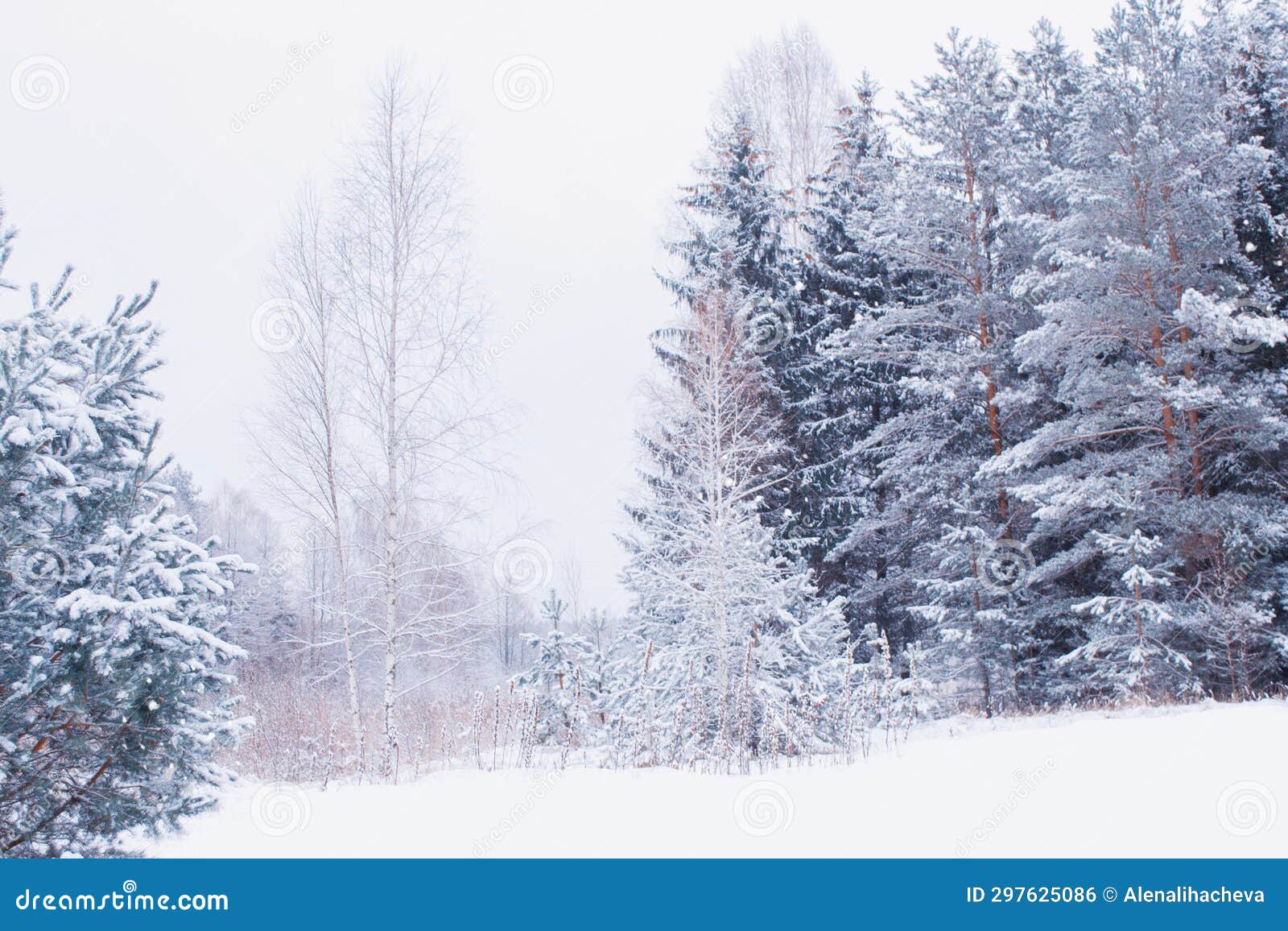 Frozen Winter Forest with Snow Covered Trees Stock Photo - Image of ...