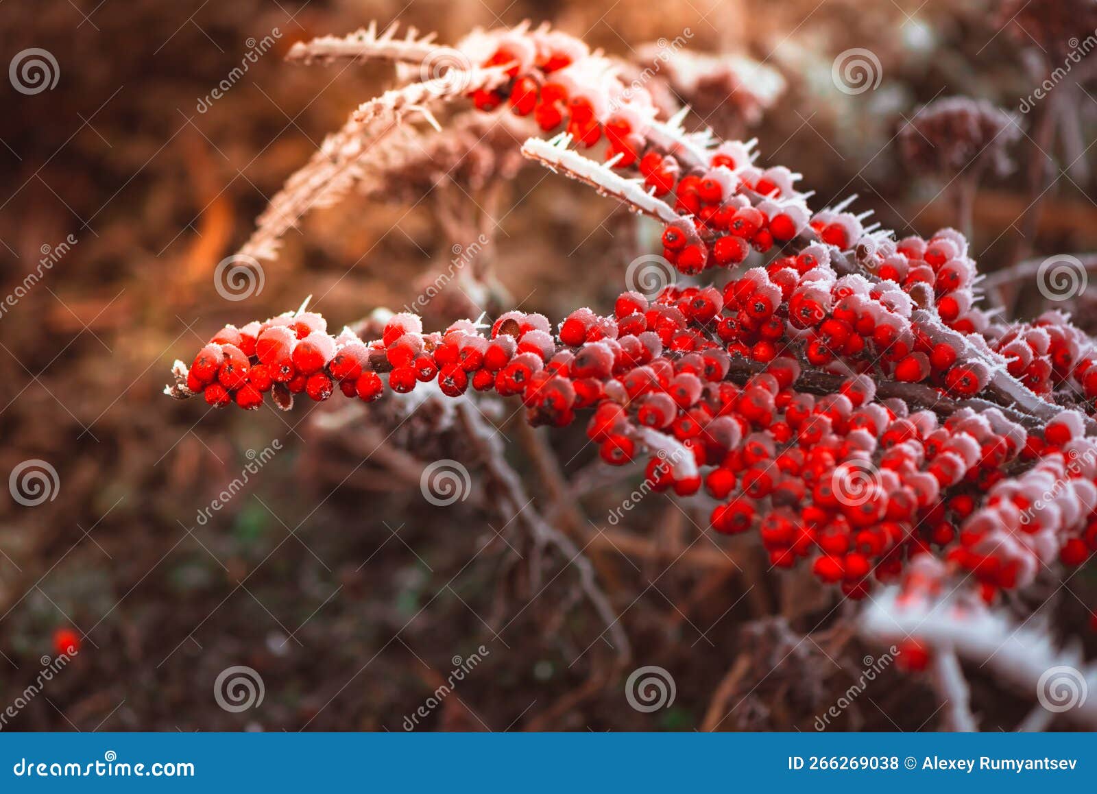 Winter Plants Covered with Frost Patterns Stock Photo - Image of ...