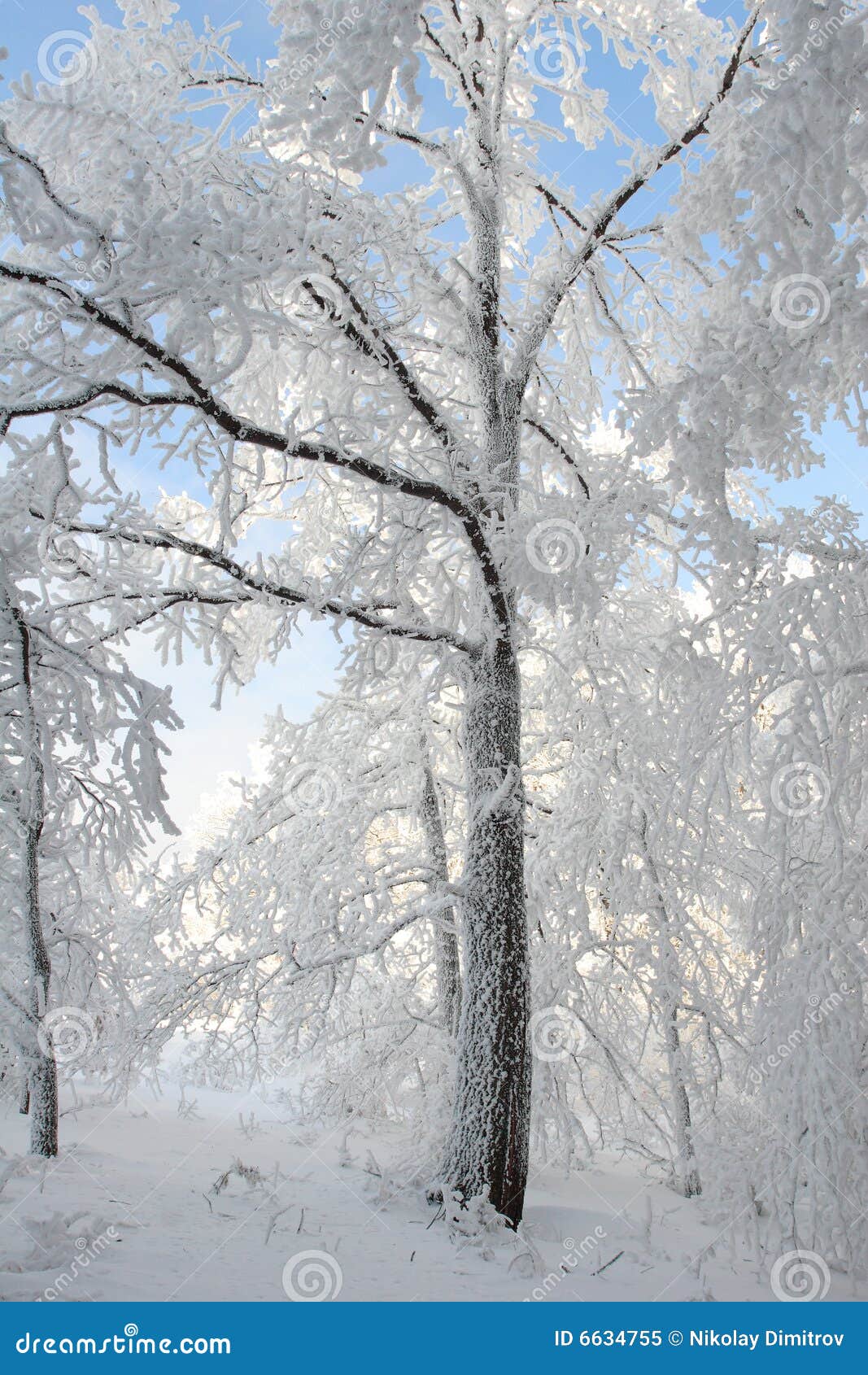 Frozen Winter Tree Covered with Snow Stock Image - Image of gift ...