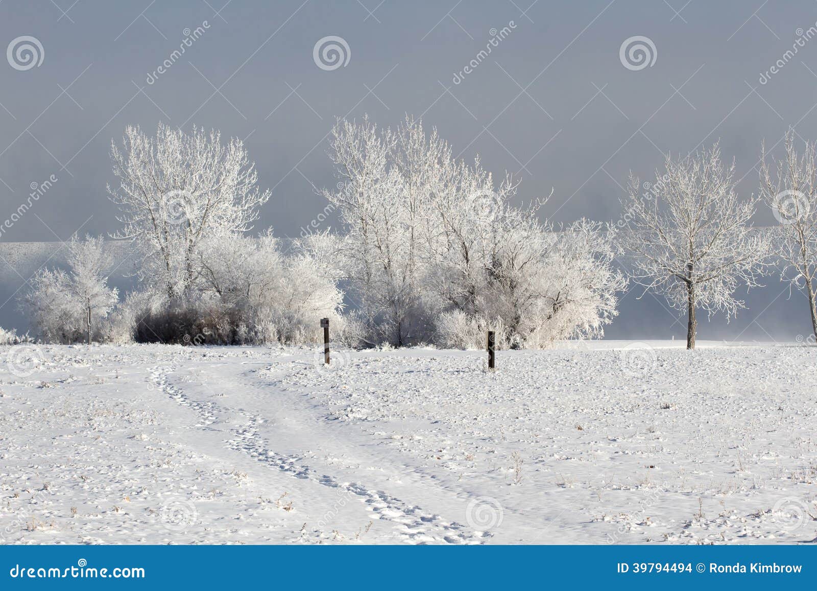 Frozen Winter Trees Landscape Stock Photo - Image of atmosphere, marina ...