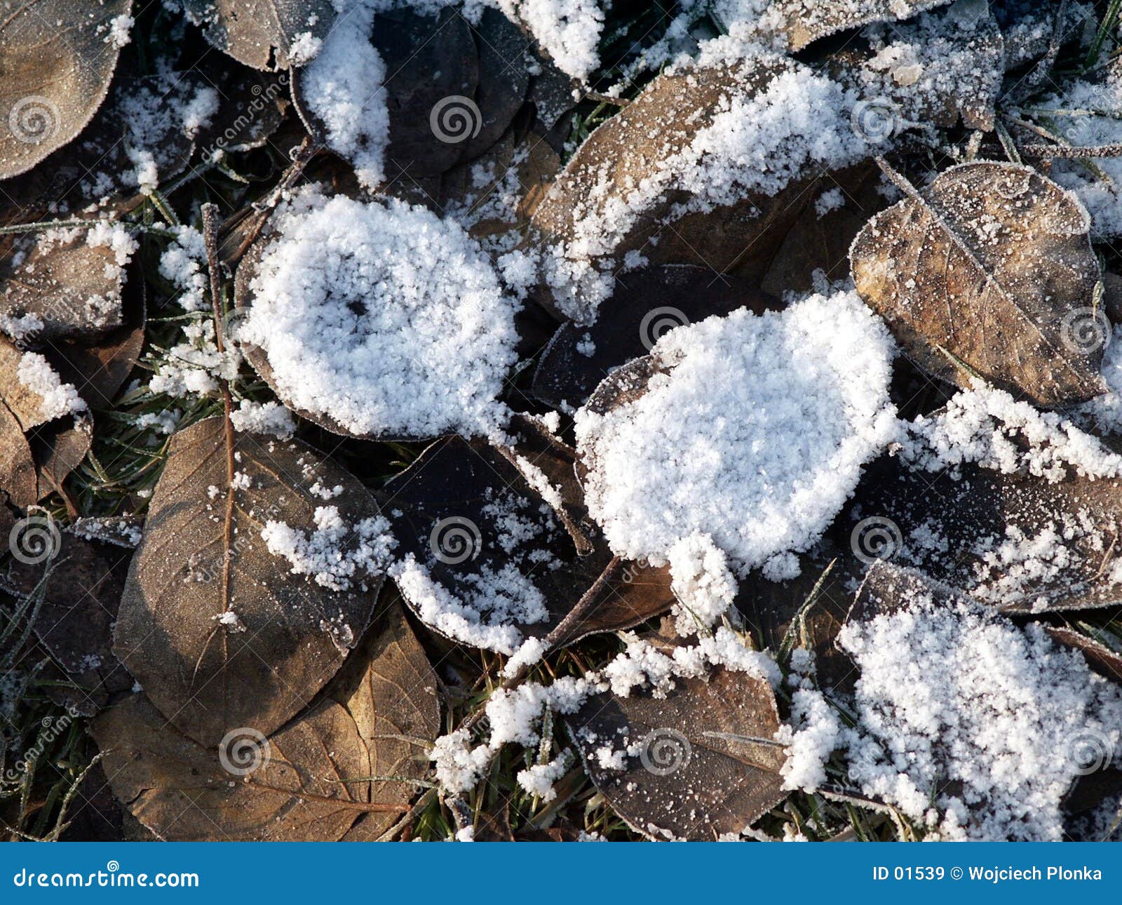 Frozen world stock image. Image of winter, frozen, nature - 1539