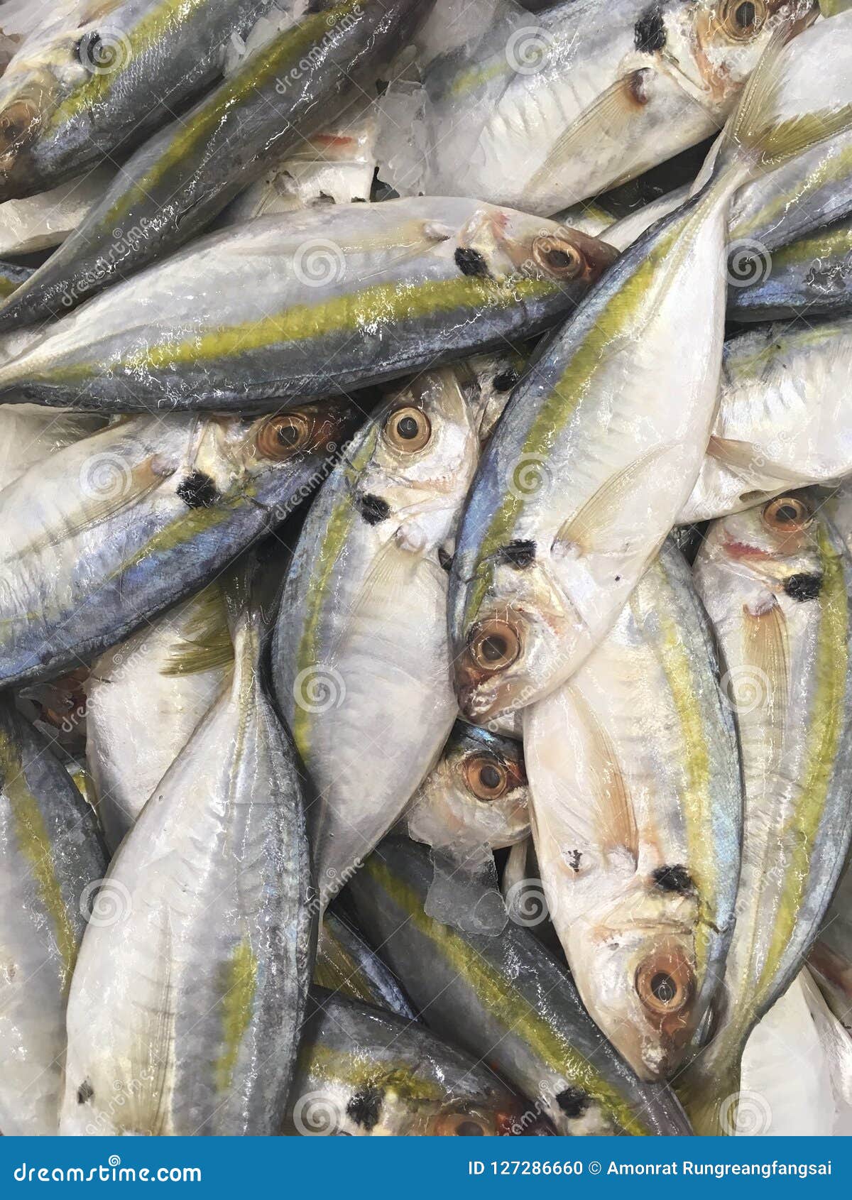 Frozen Yellow Stripe Scad Fish Stock Photo - Image of freshness, silver ...