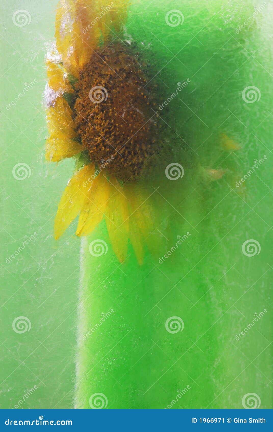 Frozen yellow sunflower stock image. Image of beautiful - 1966971