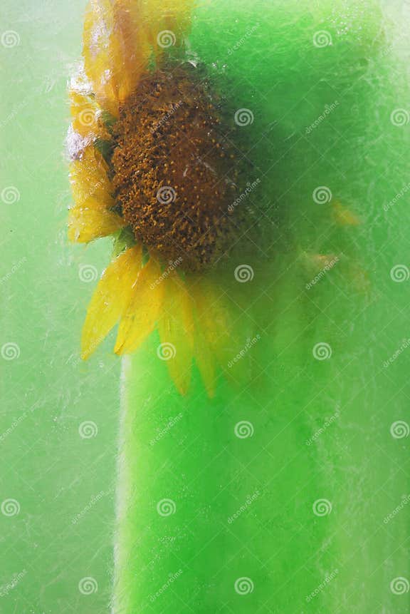 Frozen yellow sunflower stock image. Image of beautiful - 1966971