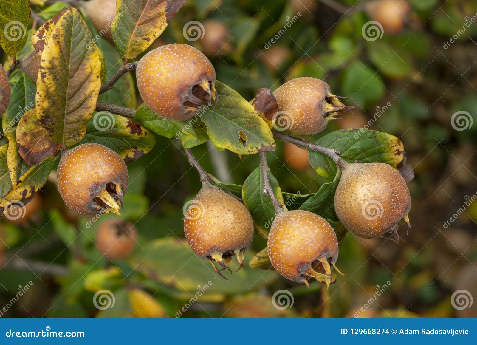 Frucht Der Allgemeinen Mispel - Mespilus Germanica Stockfoto - Bild von ...