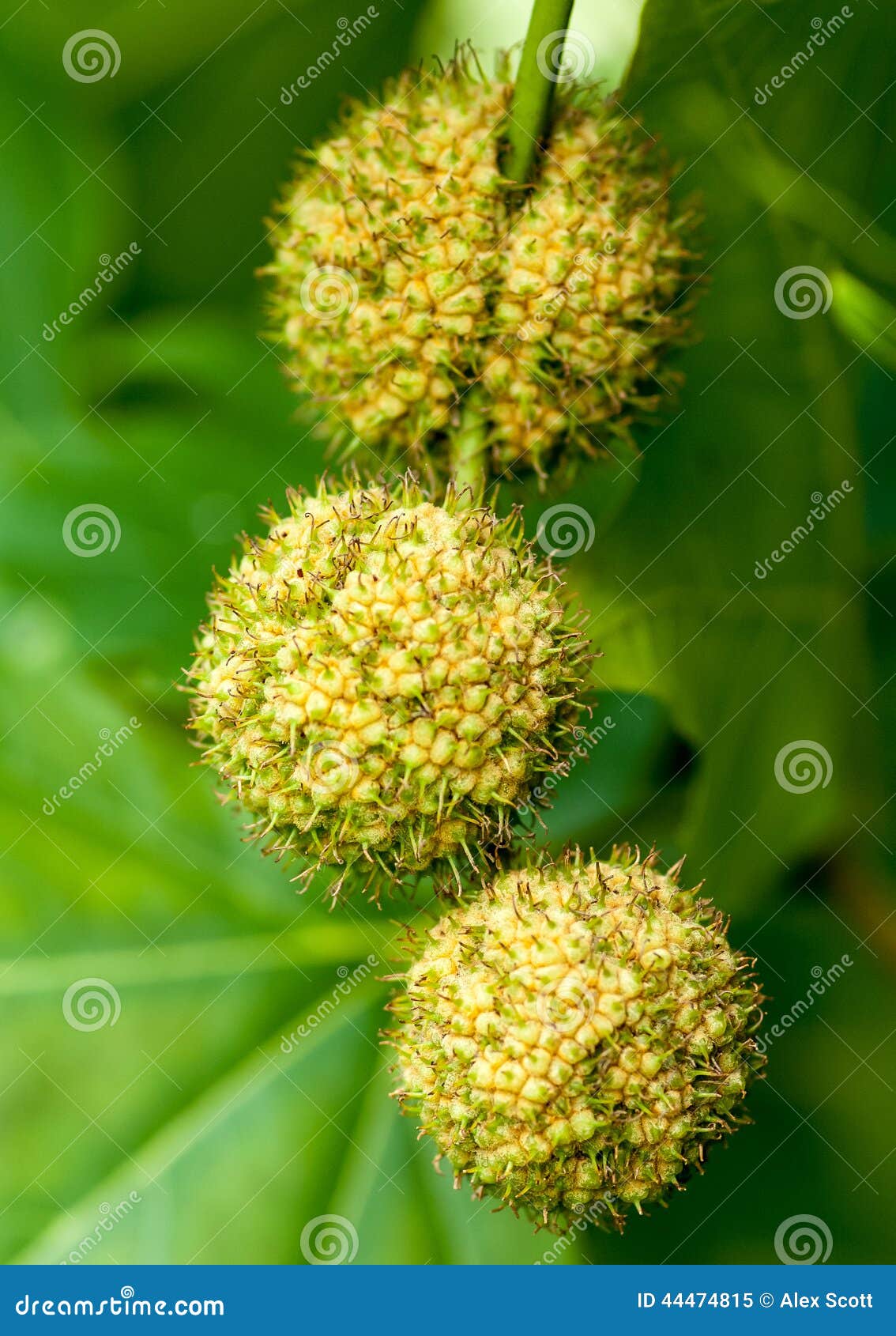 Frucht der London-Platane stockbild. Bild von herbst - 44474815