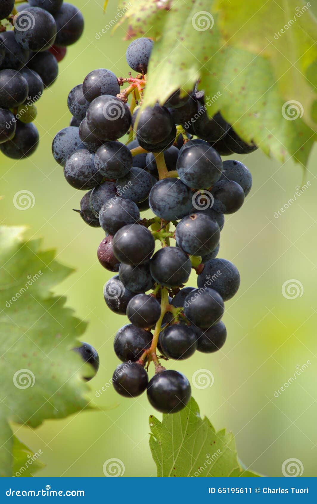 Frucht der Rebe stockbild. Bild von ernte, rebe, weinbau - 65195611