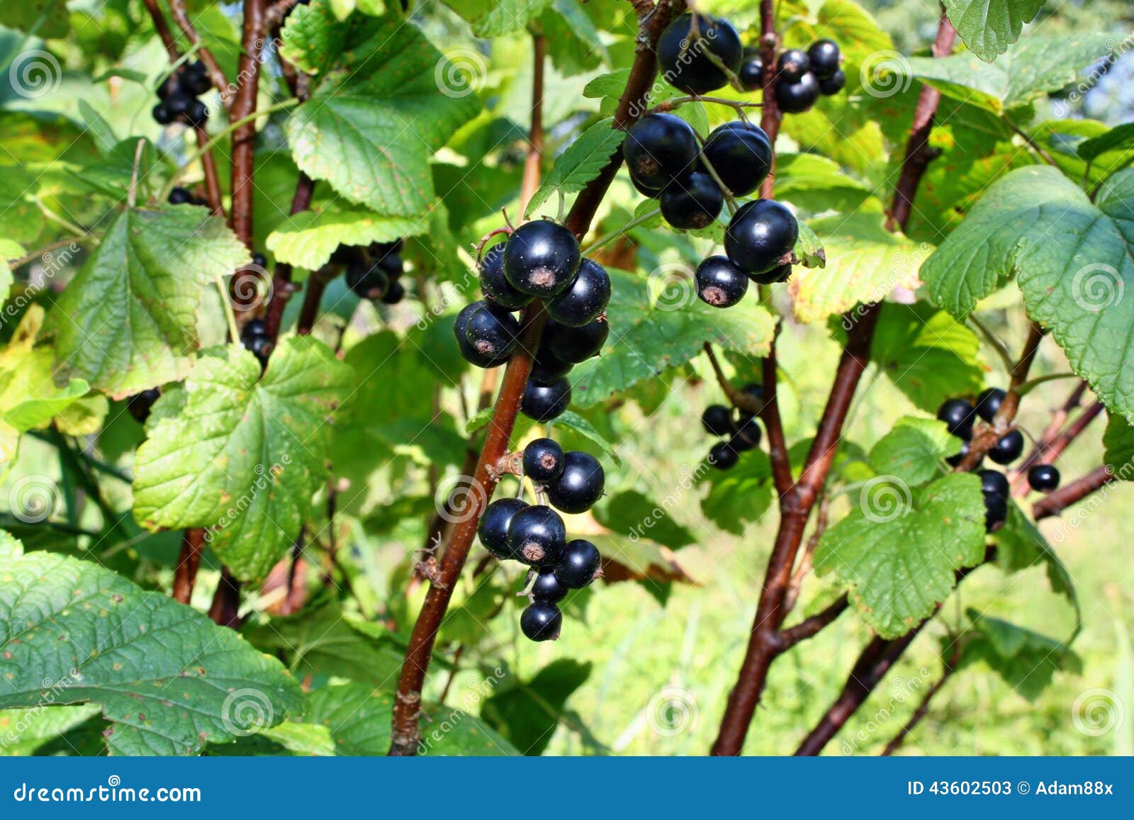 Frucht Der Schwarzen Johannisbeeren Stockbild - Bild von beere, bündel ...