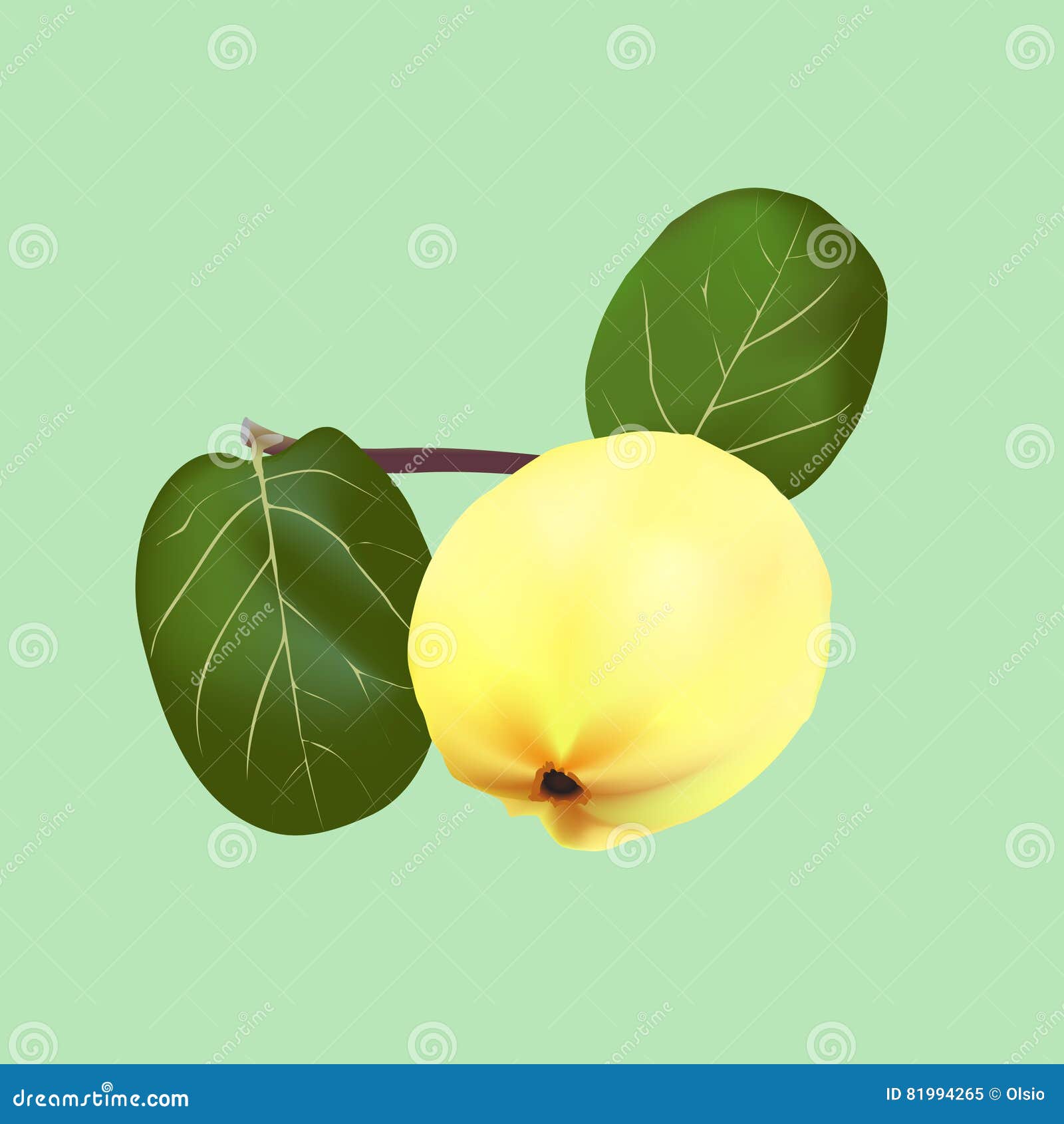 Frucht Einer Allgemeinen Quitte Vektor Abbildung - Illustration von ...