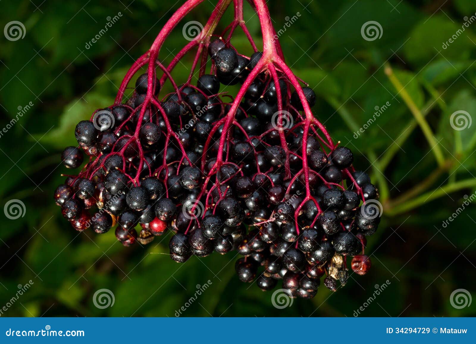 Fruchtgruppe Der Holunderbeere Stockbild - Bild von frucht, europäisch ...