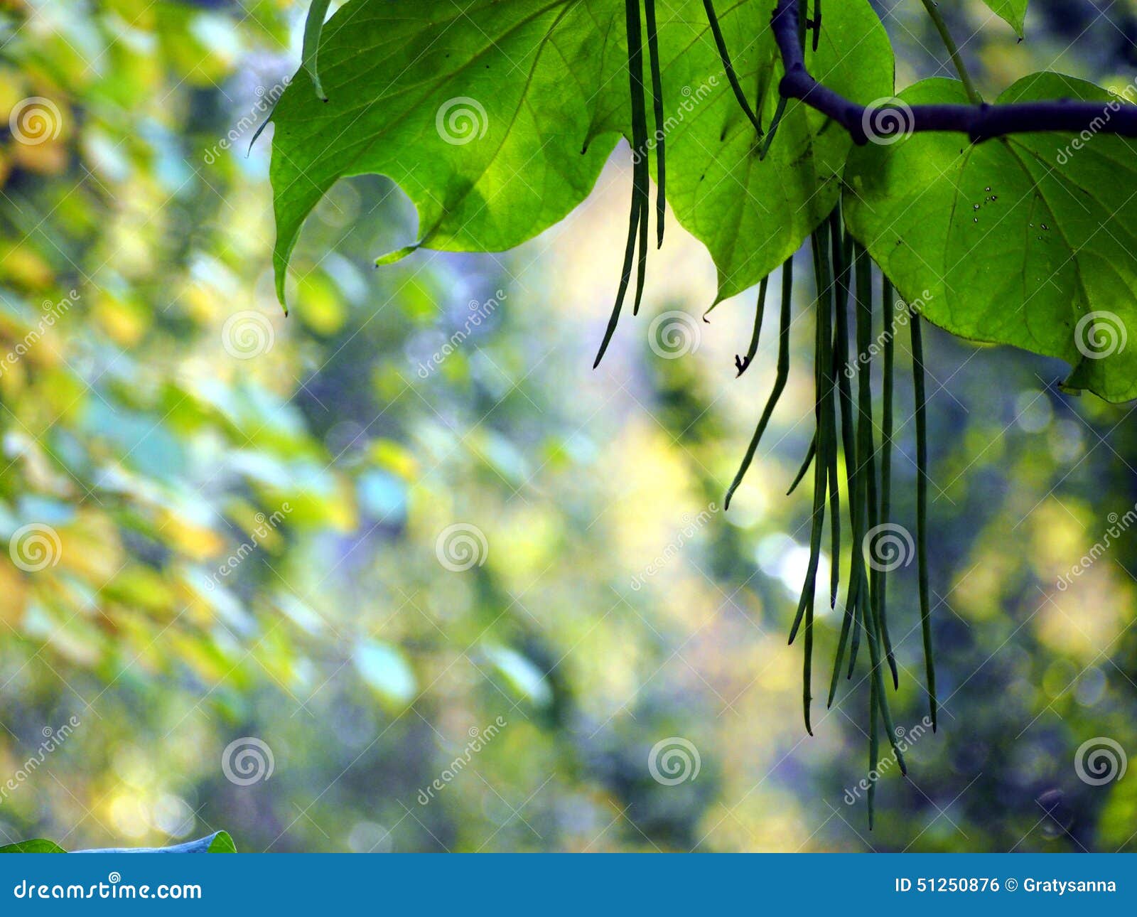 Fructification of Catalpa. stock photo. Image of leaf - 51250876