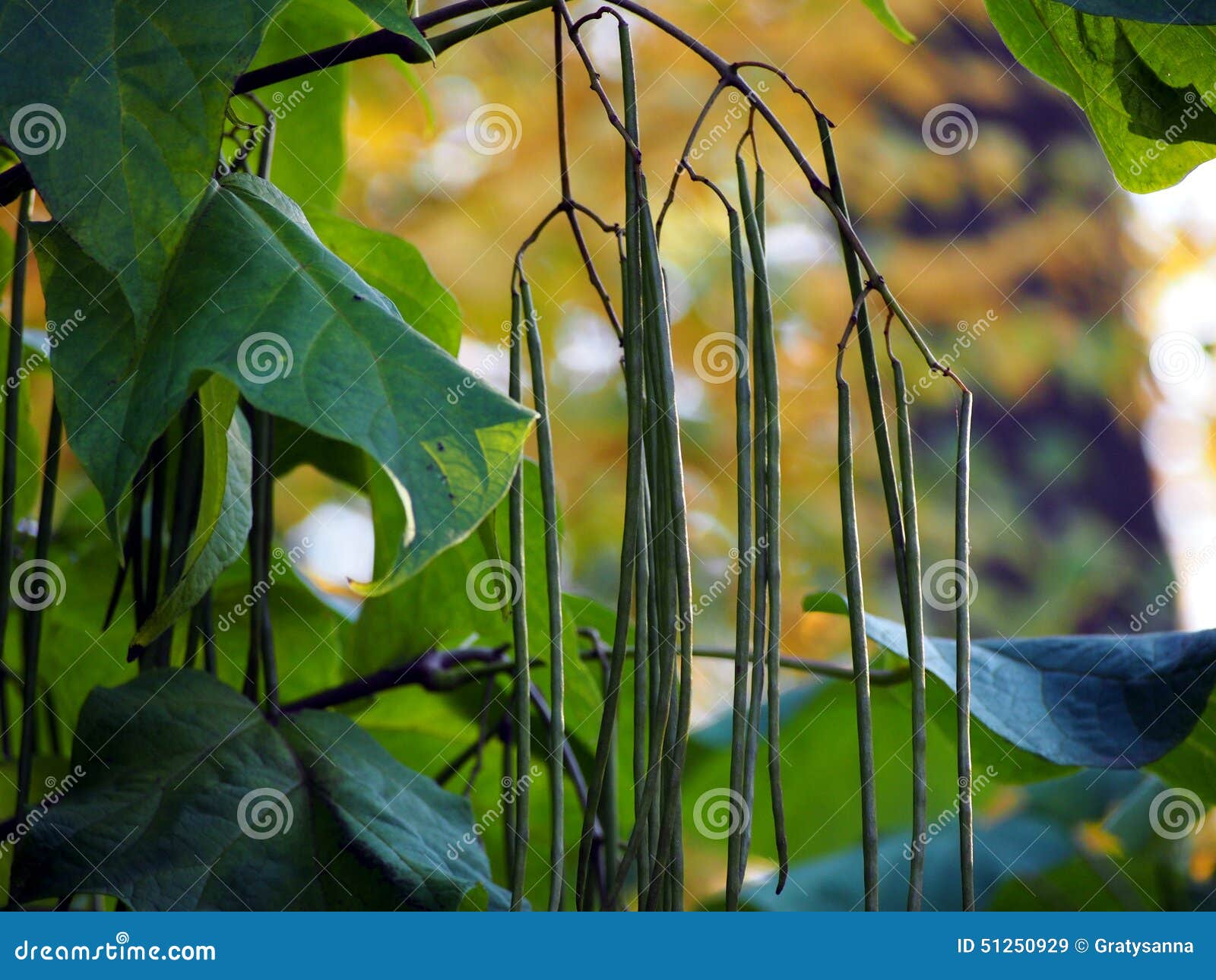 Fructification of Catalpa. stock image. Image of groundcover - 51250929