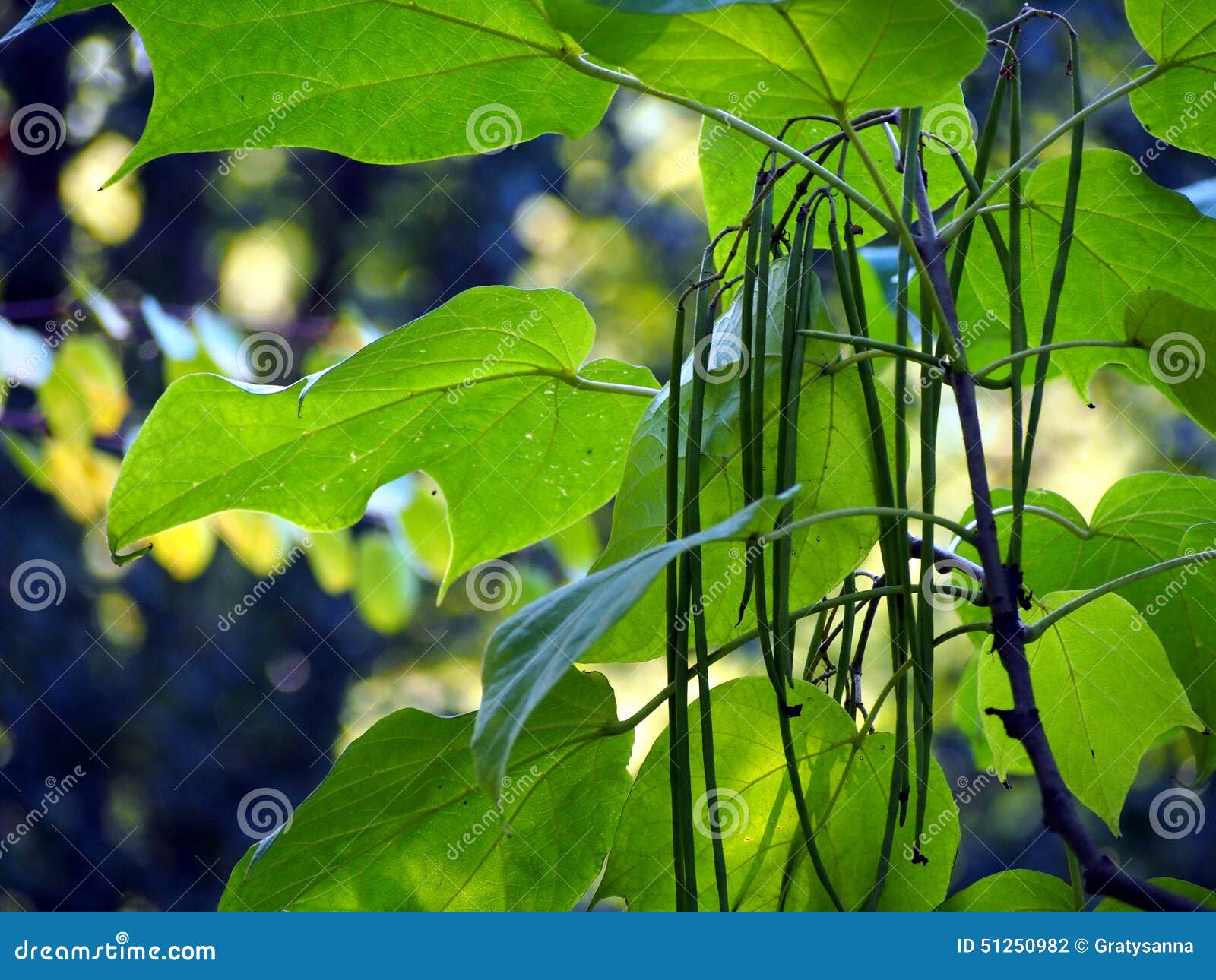 Fructification of Catalpa. stock photo. Image of growth - 51250982