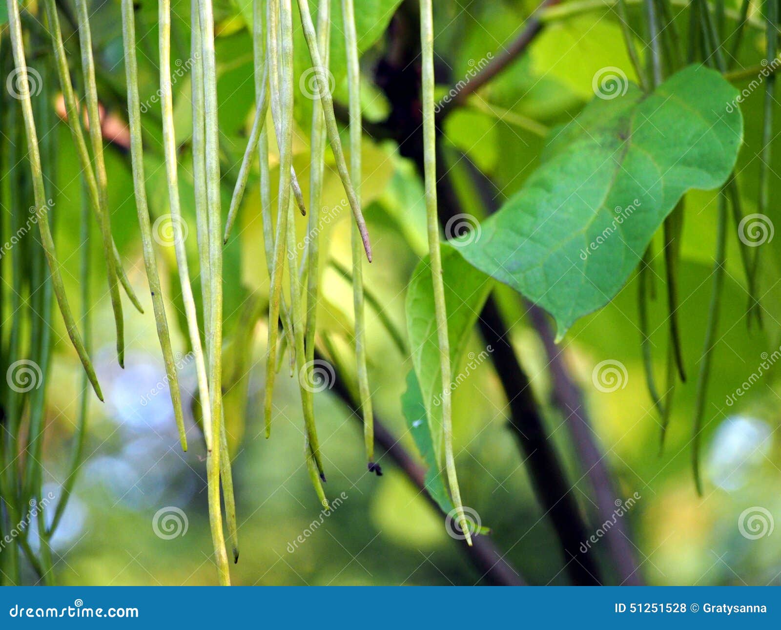 Fructification of Catalpa. stock photo. Image of detail - 51251528