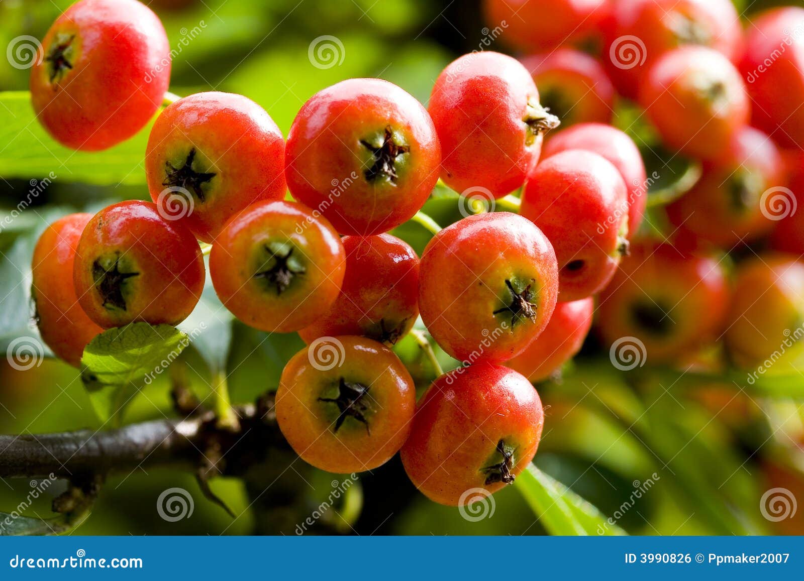 Fructification Do Pyracantha Foto de Stock - Imagem de outono, vermelho ...
