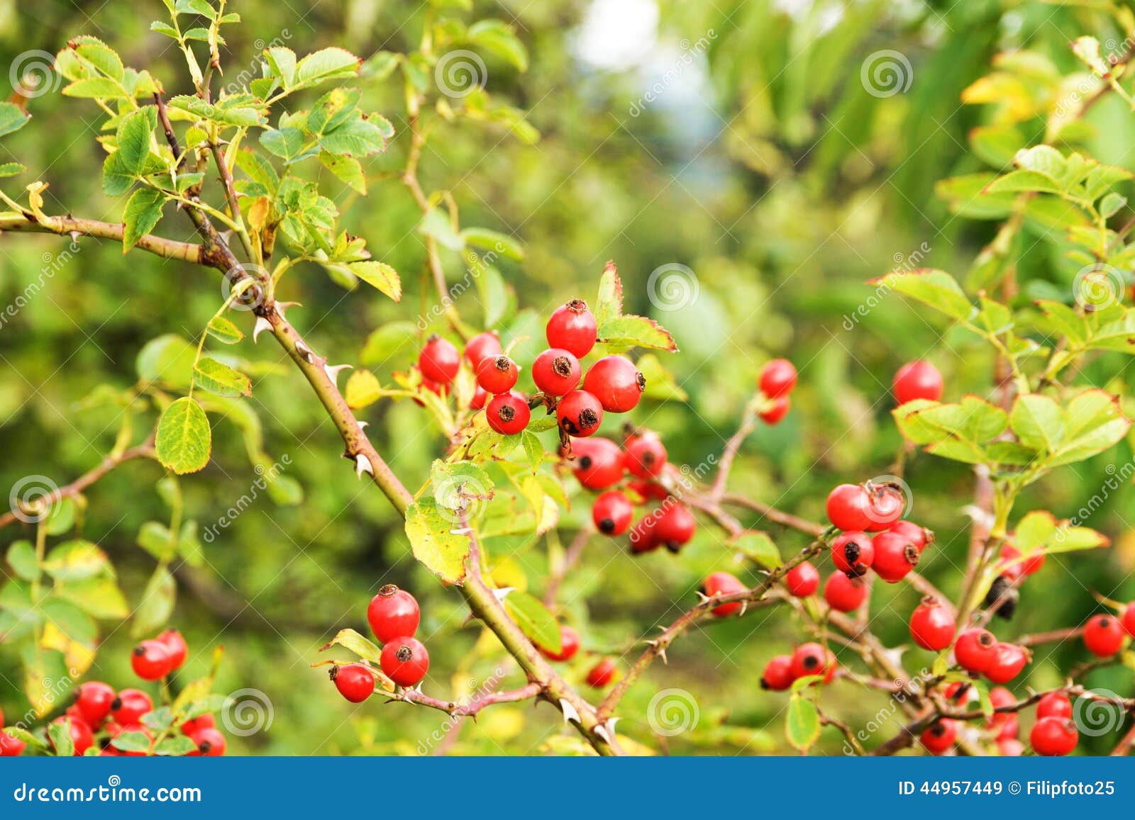 Fructus cynosbati fotografering för bildbyråer. Bild av brigham - 44957449