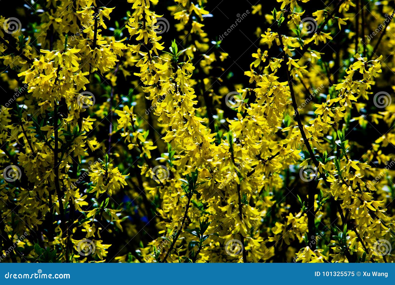 Fructus forsythiae bloom stock image. Image of fructus - 101325575