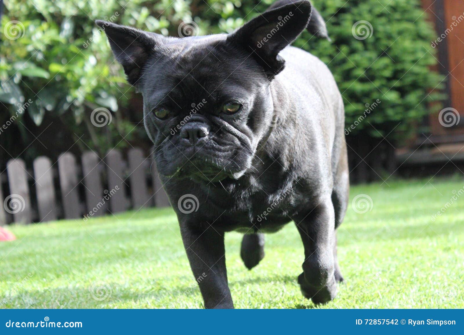 Frug Dog Waling on Grass Landscape Stock Photo - Image of friend, cross ...