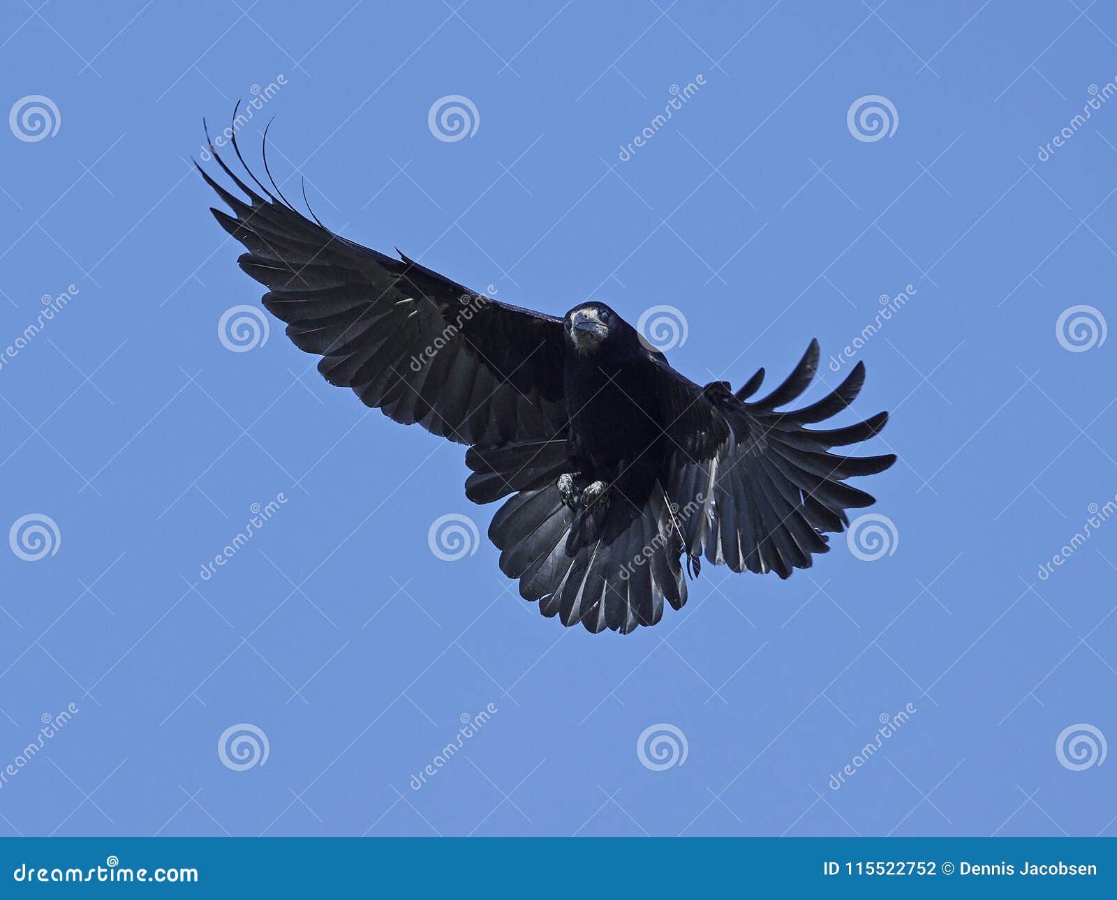 Frugilegus Del Corvus Del Grajo Foto de archivo - Imagen de habitat ...